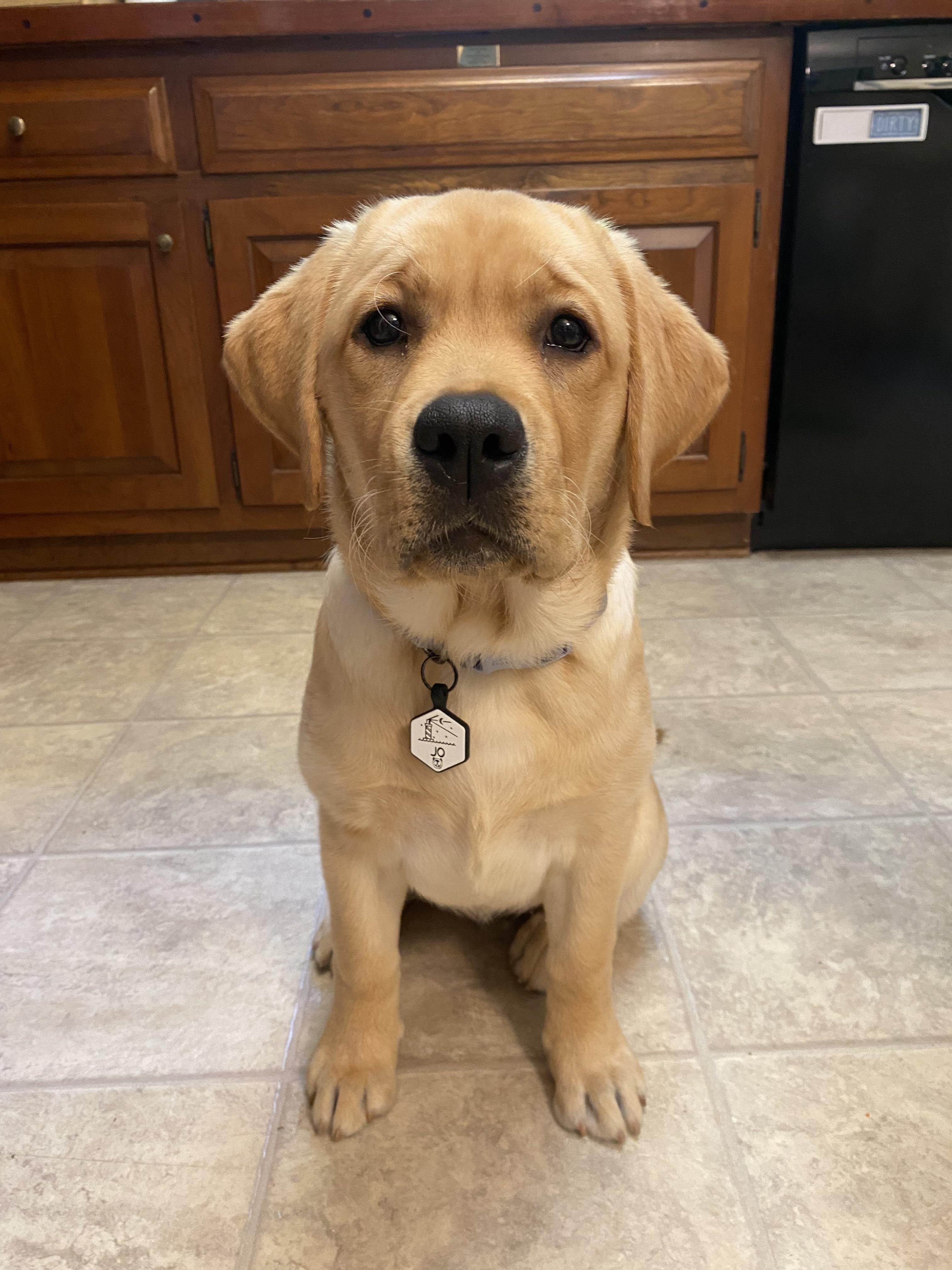 Meet Jo! 4 month old lab | Scrolller