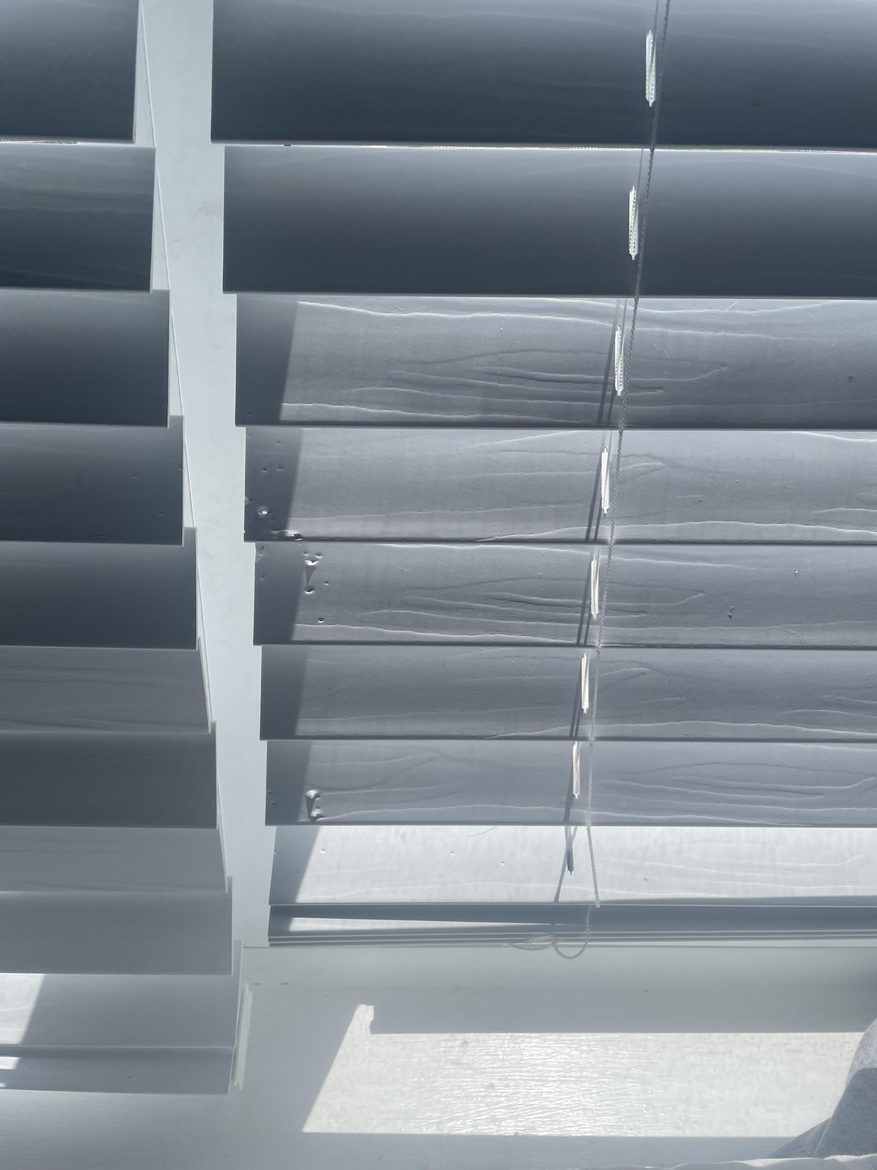 Cats bit the blinds | Scrolller