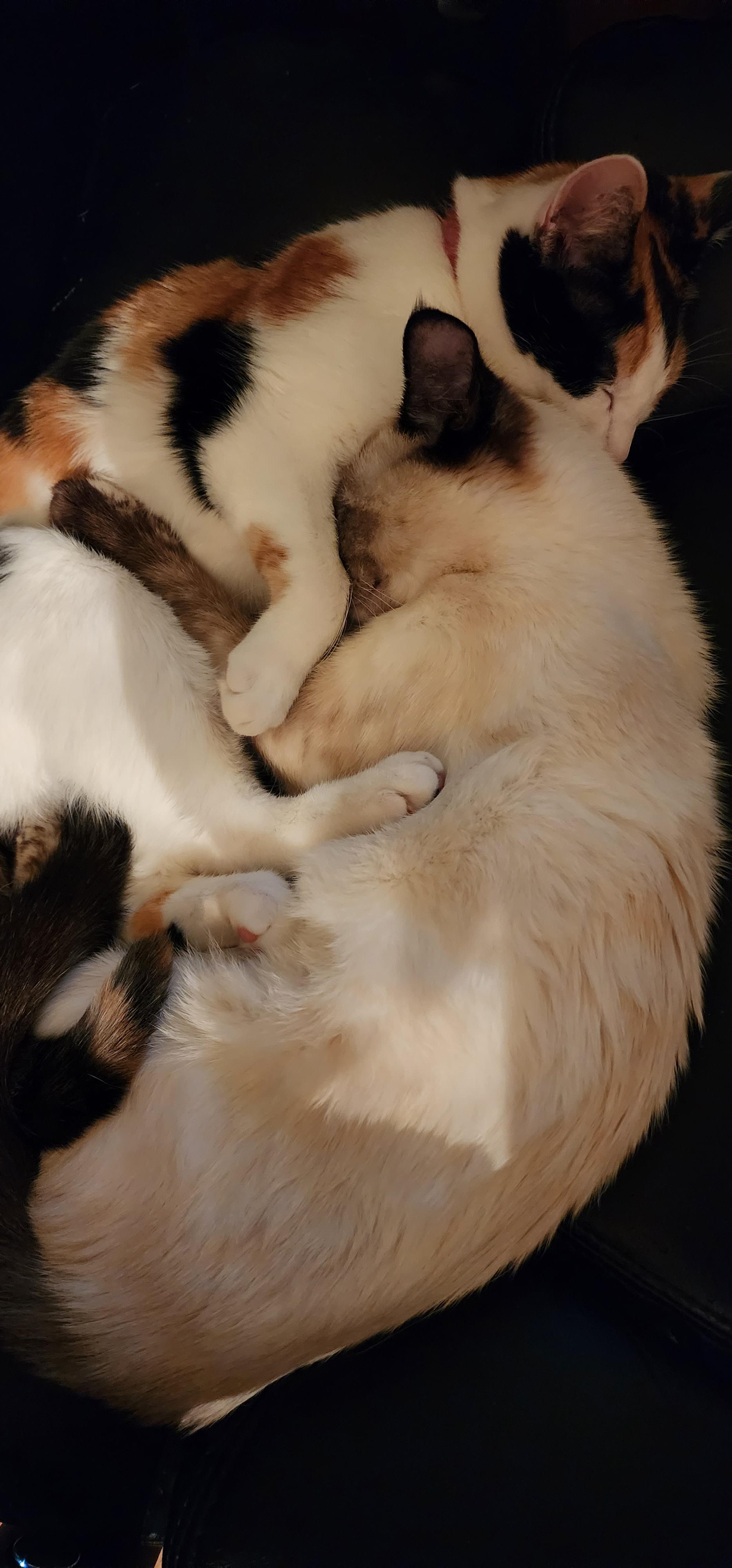 Ying yang sisters | Scrolller