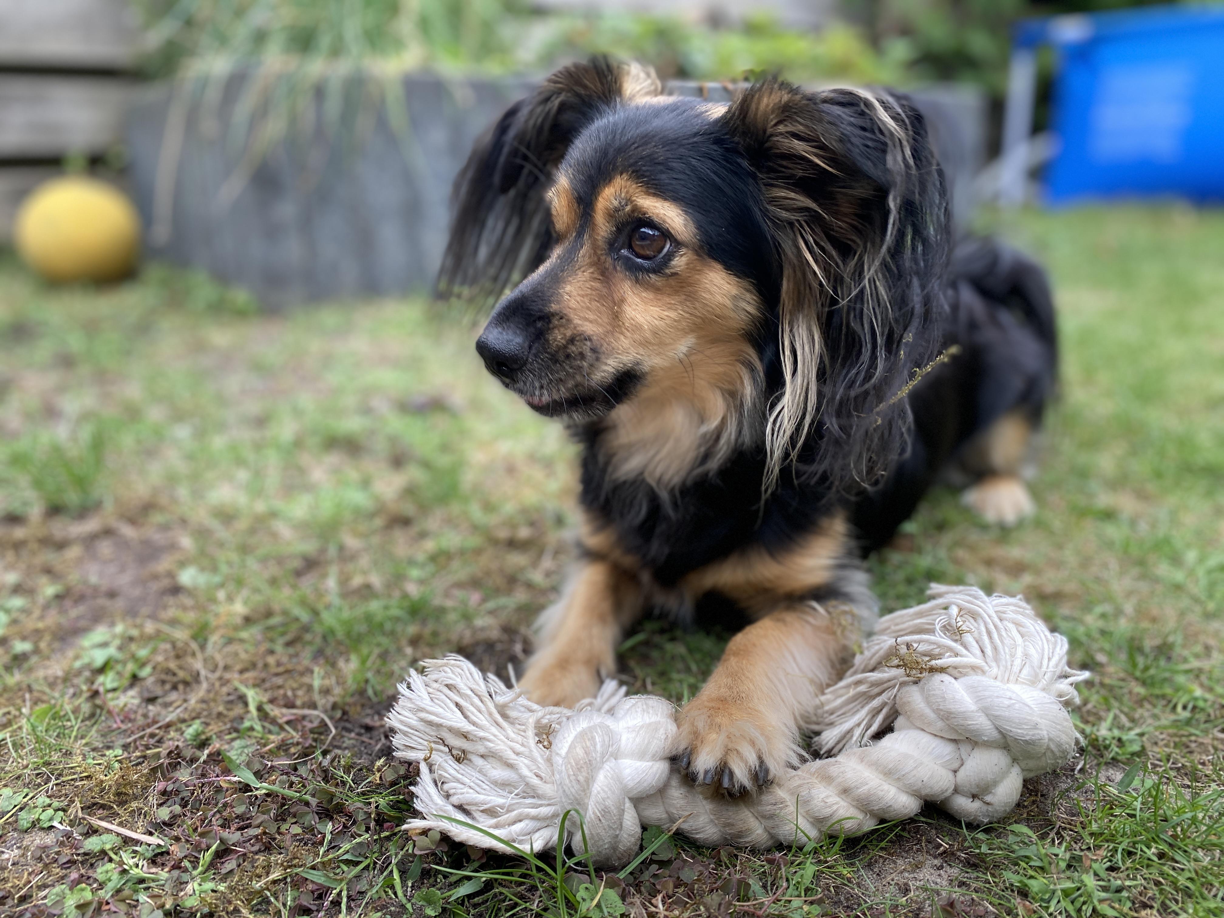 Discover more like Aww: Cute dog! [OC] and Related Content | Scrolller