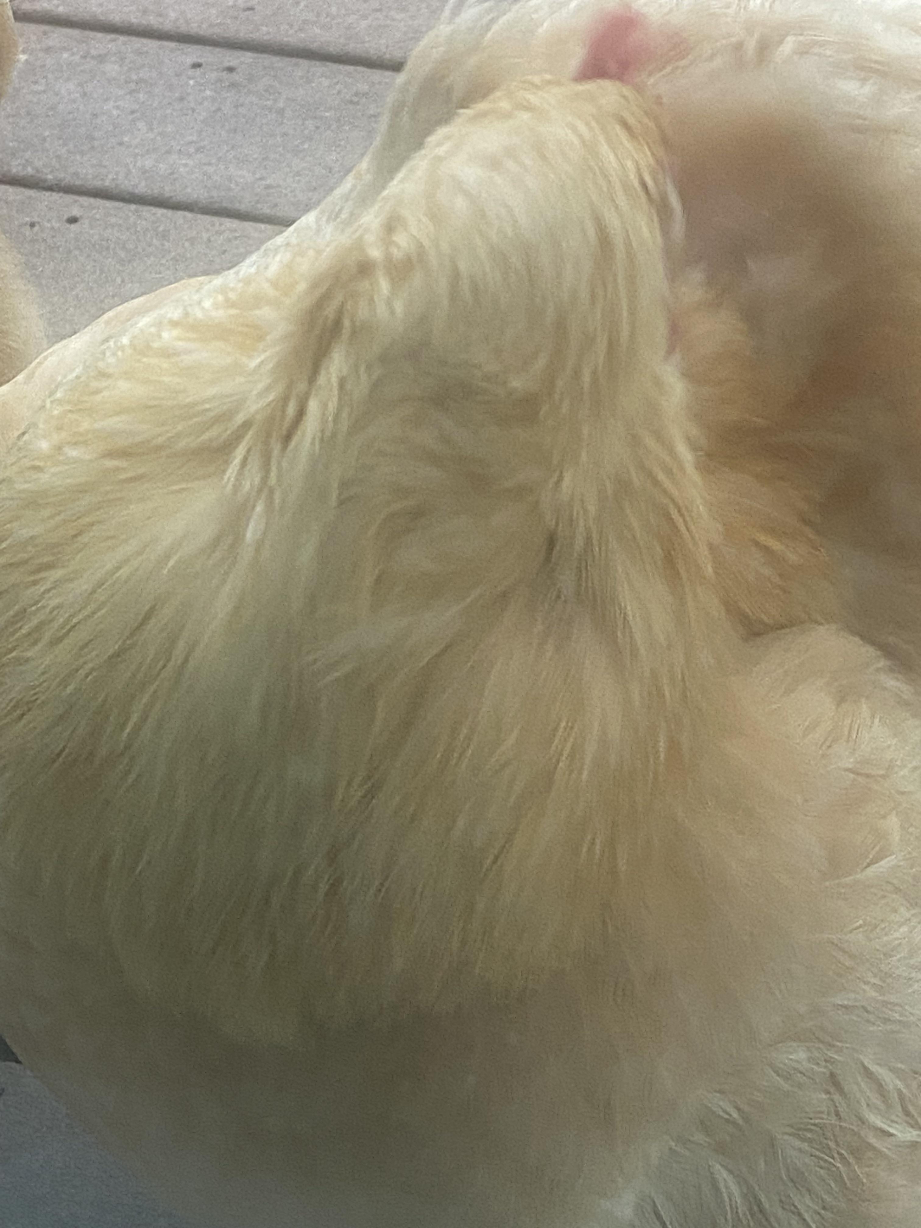 Possible attack? | Scrolller