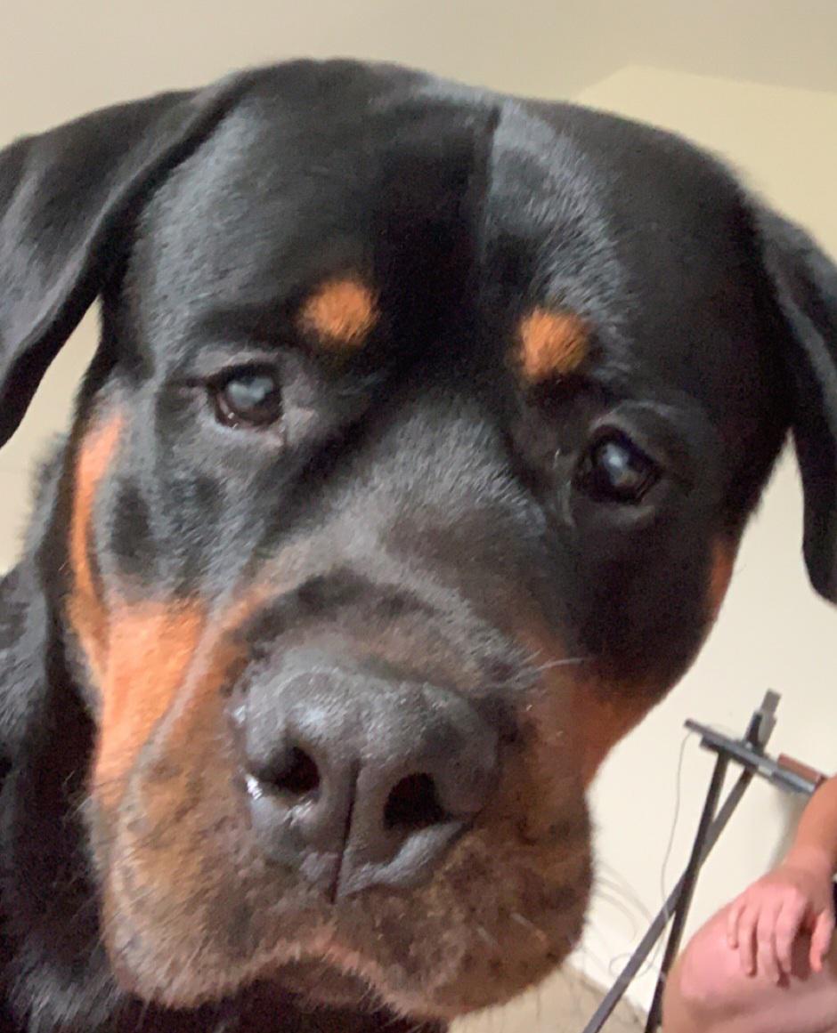 Discover more like Rottweiler: Our Hank and Related Content | Scrolller