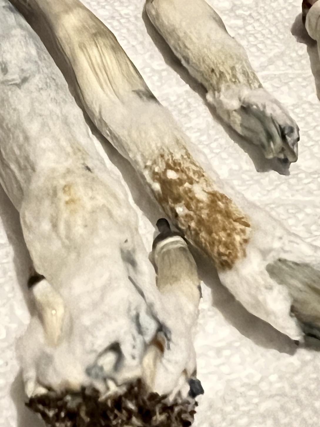 Stem Contamination? | Scrolller