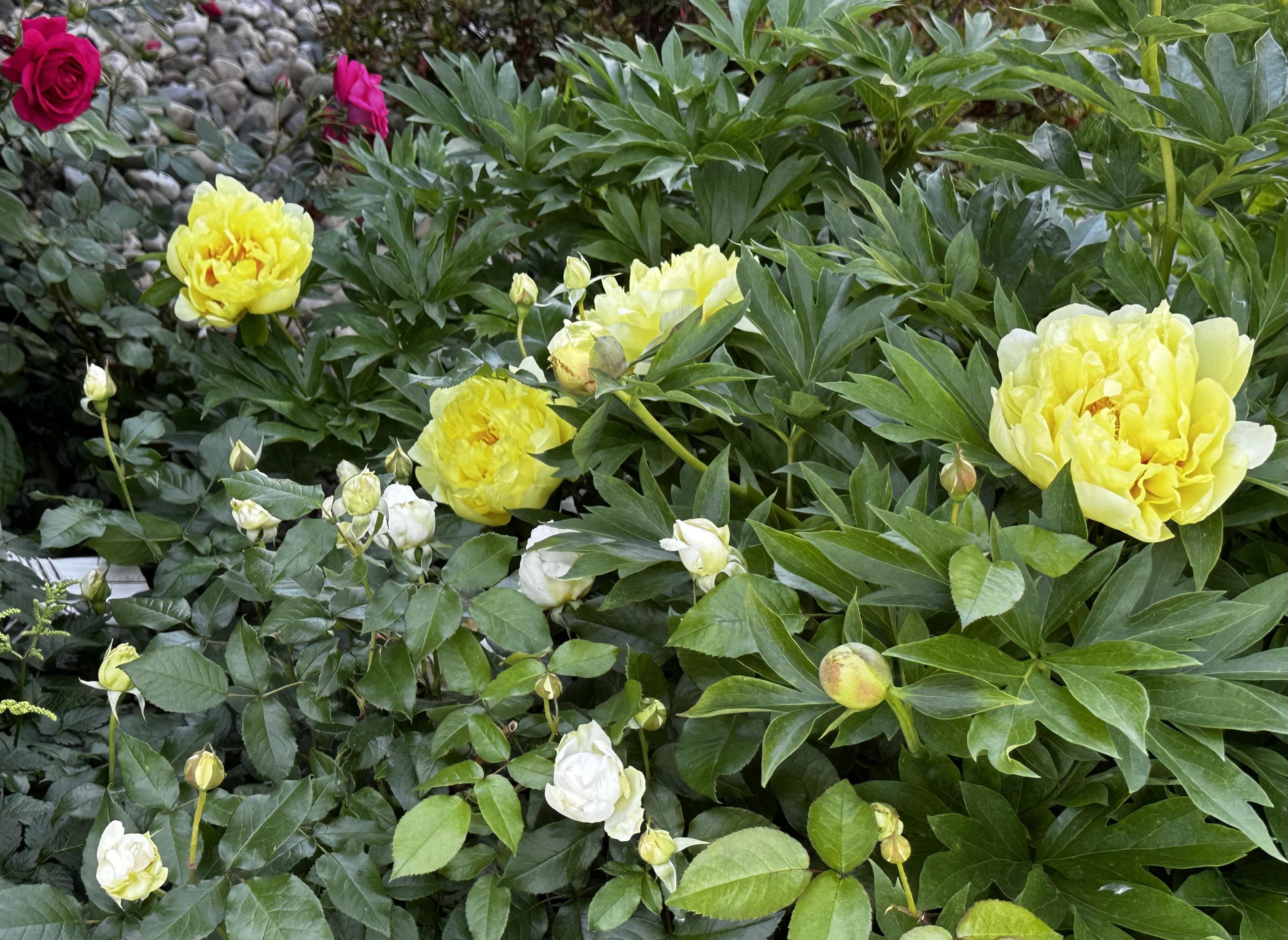 Discover more like Flowers: Roses and Peonies and Lupines oh my and Related Content | Scrolller