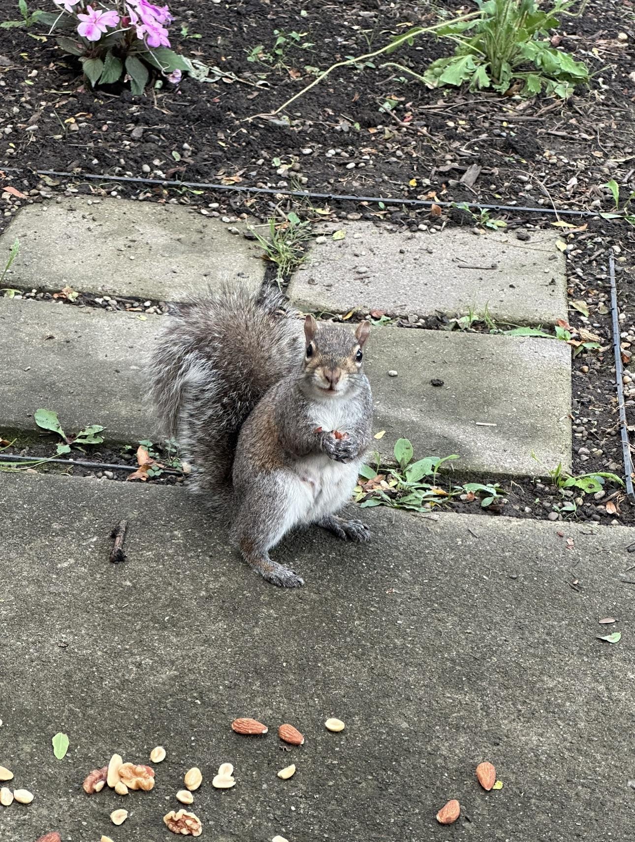 Feast for Furry Beasts | Scrolller