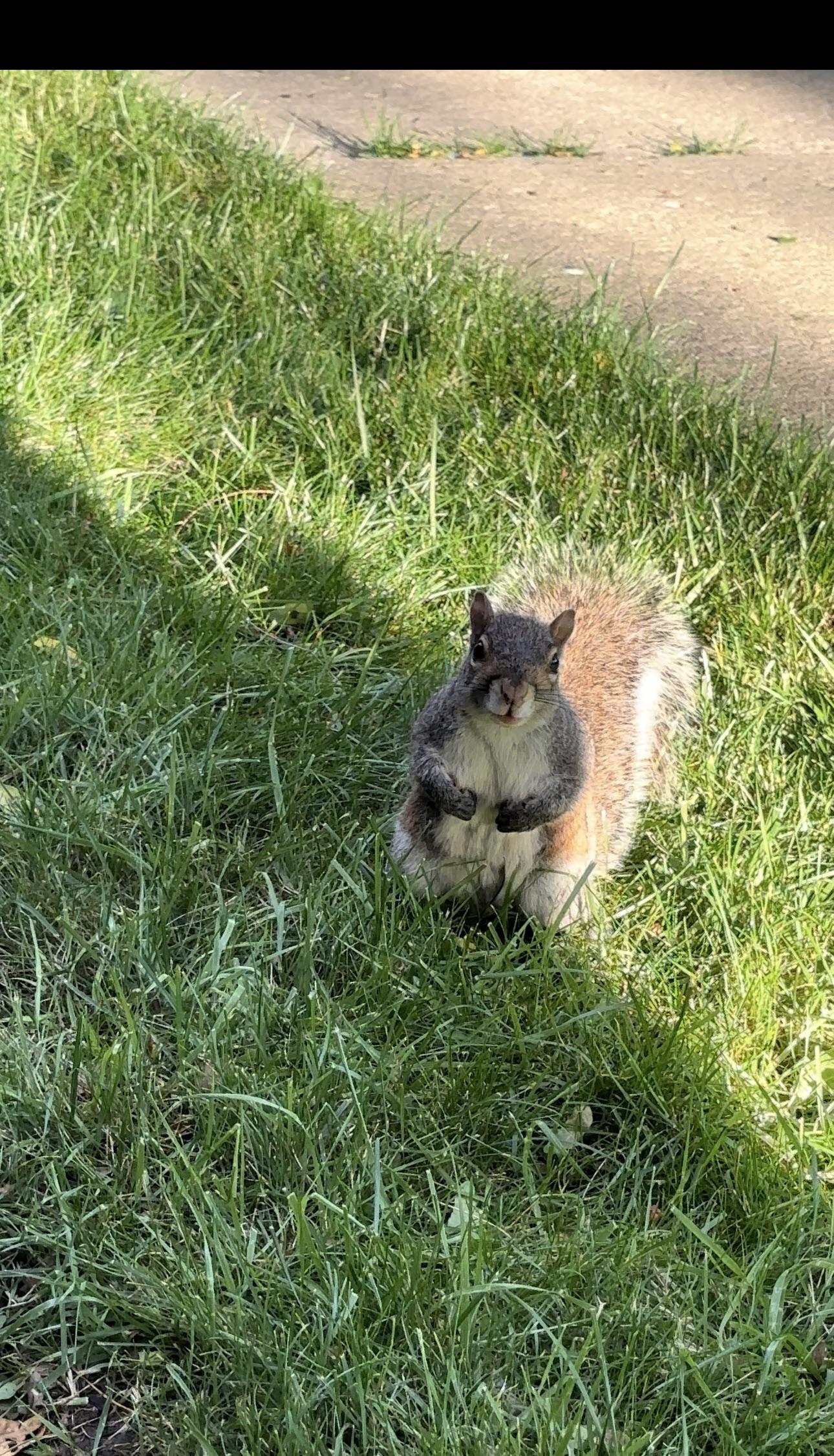 Feast for Furry Beasts | Scrolller