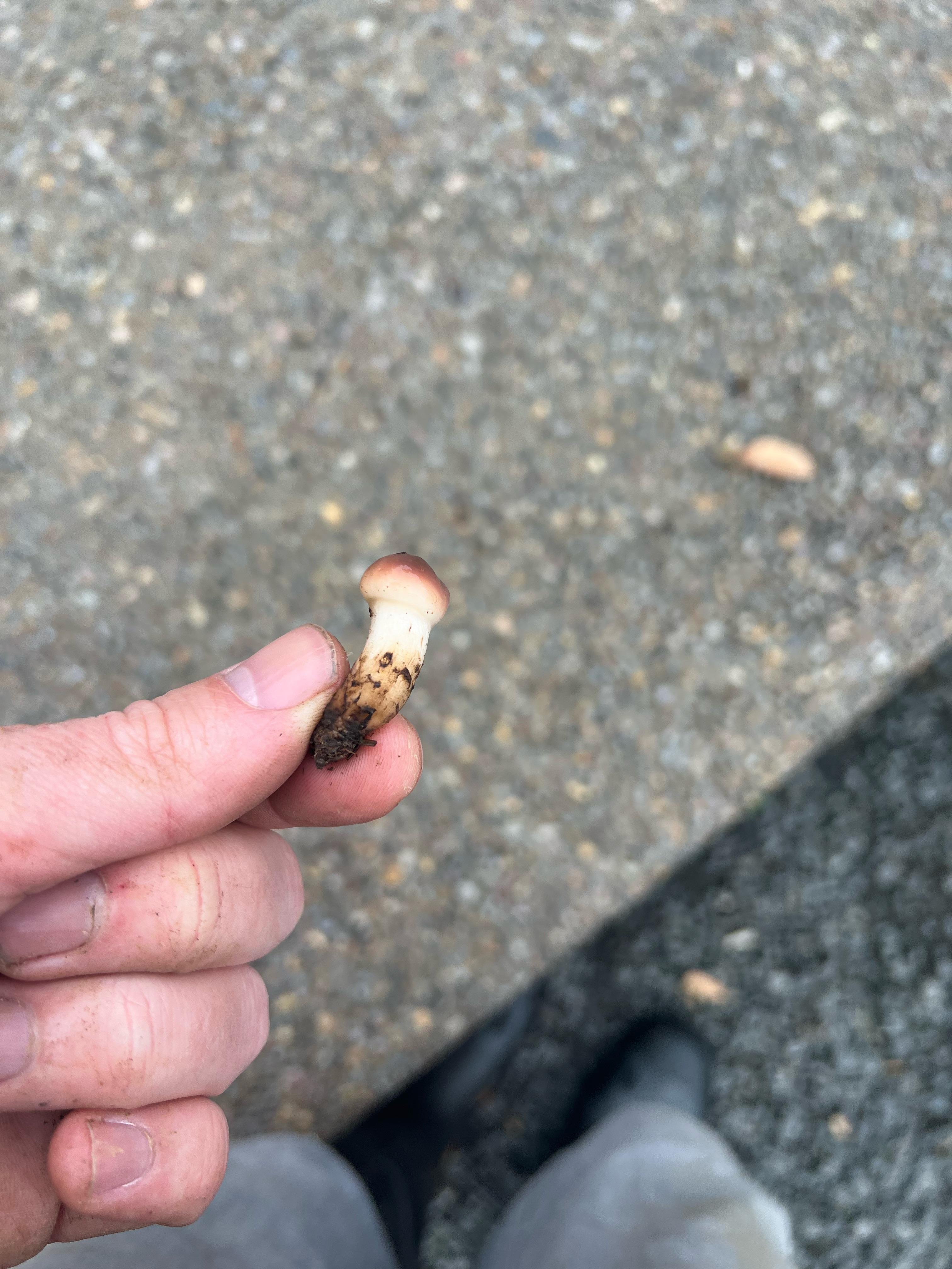 SW Washington | Scrolller