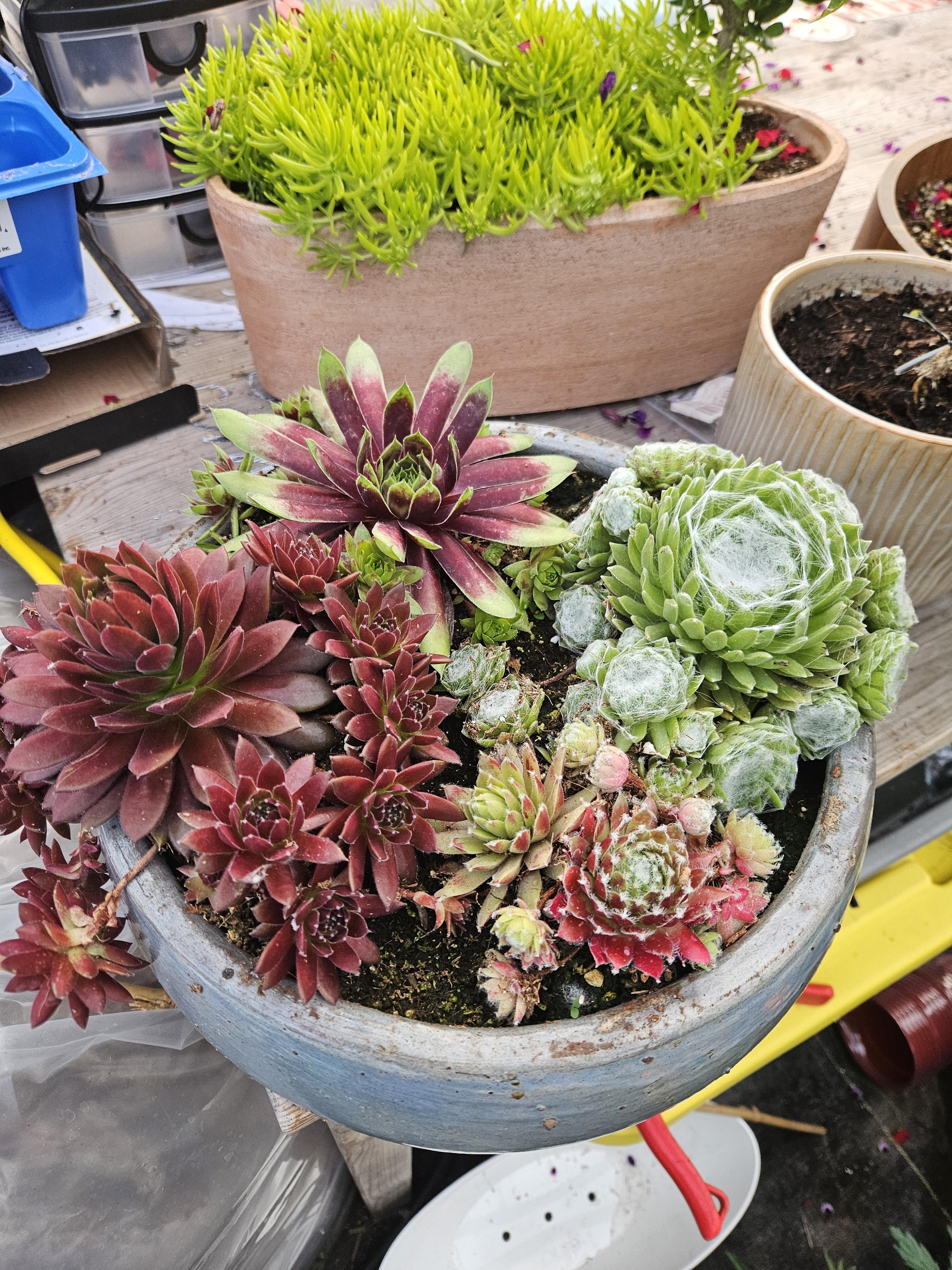 Roughly 6 months of progress hens and chicks | Scrolller