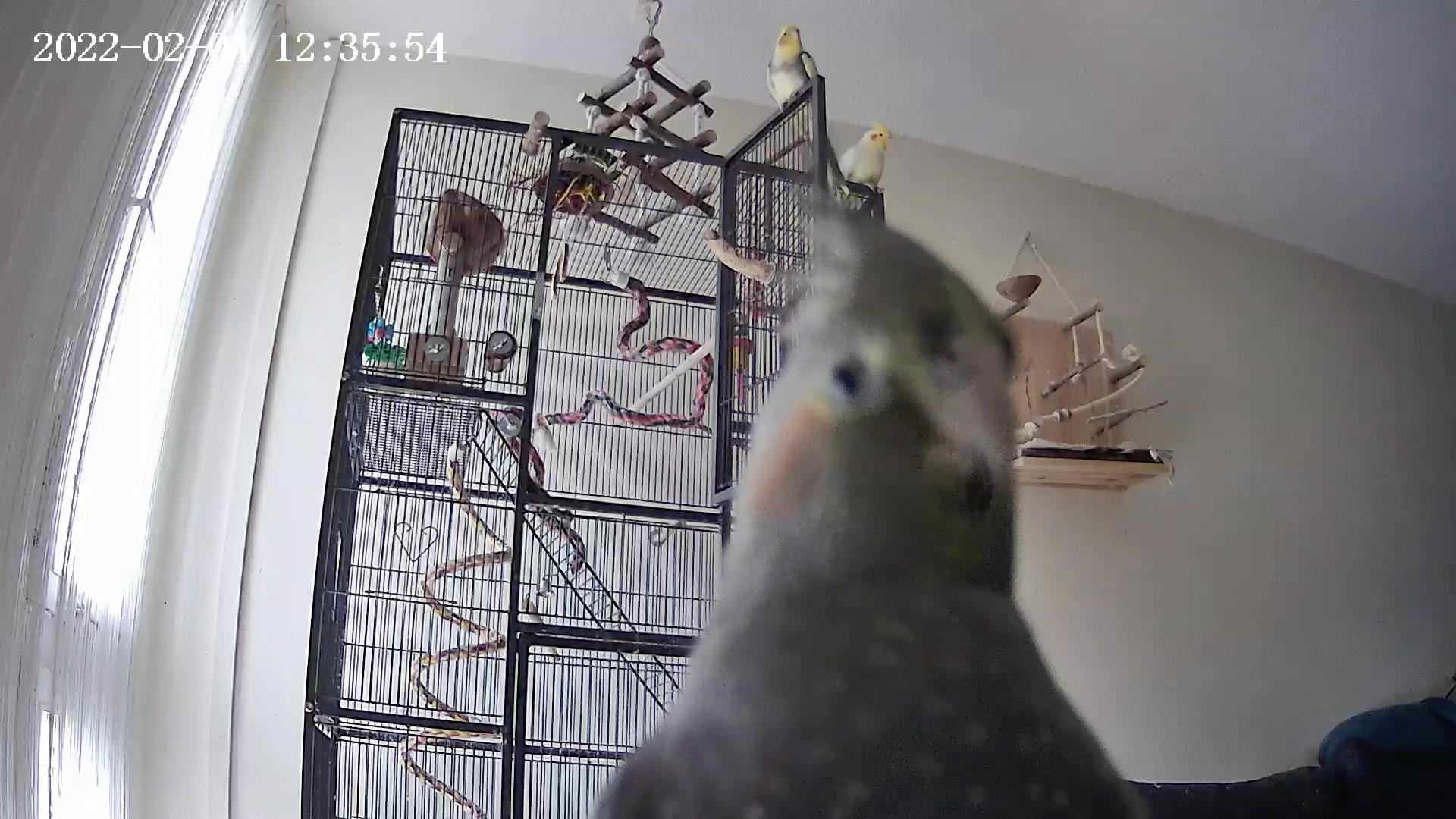 My boyfriend sent me a text to take a look at the birb cam … | Scrolller