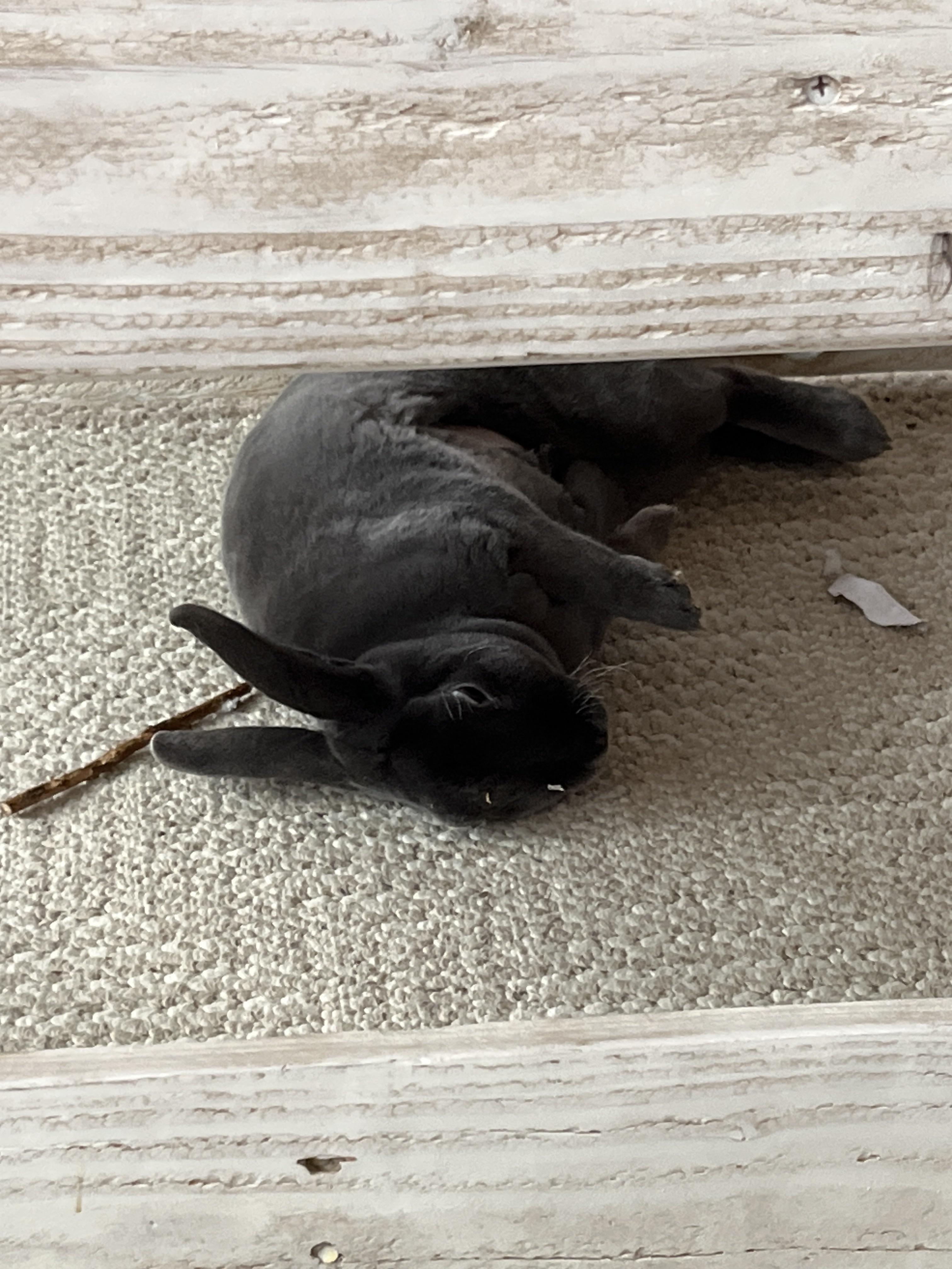 Any tips on bonding with my bun? | Scrolller