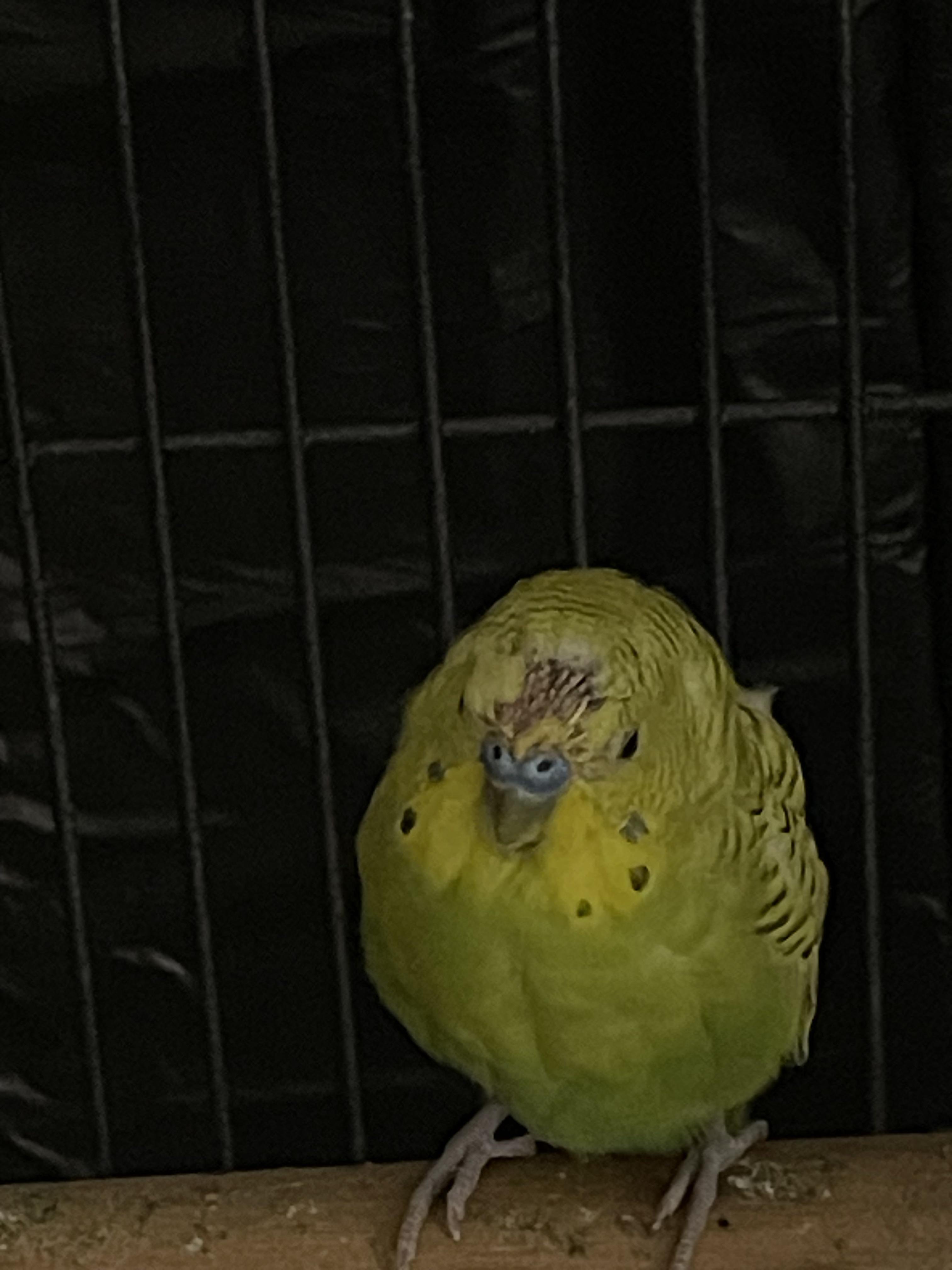 Help figuring out what’s wrong | Scrolller