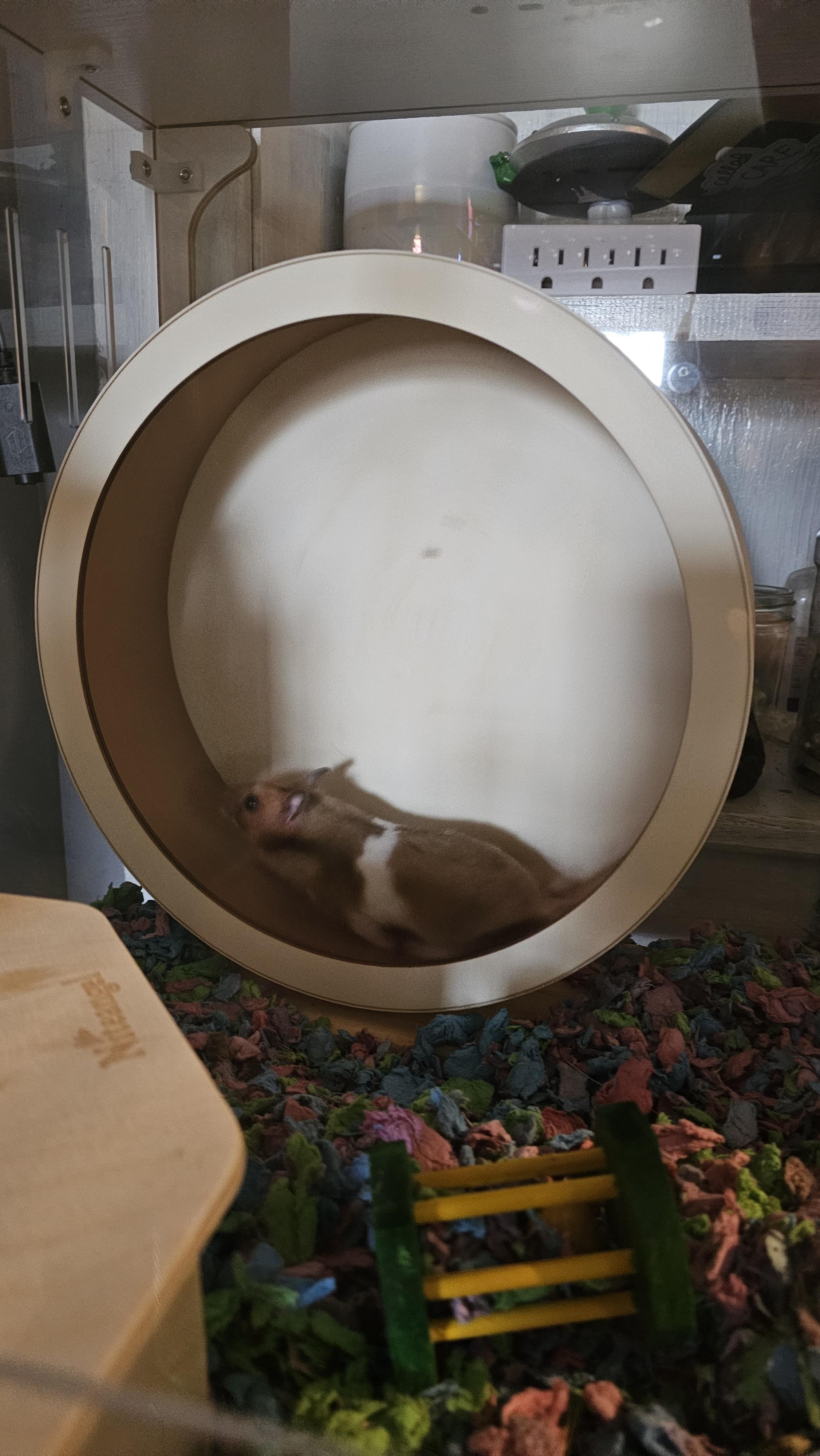 New Cage Setup | Scrolller