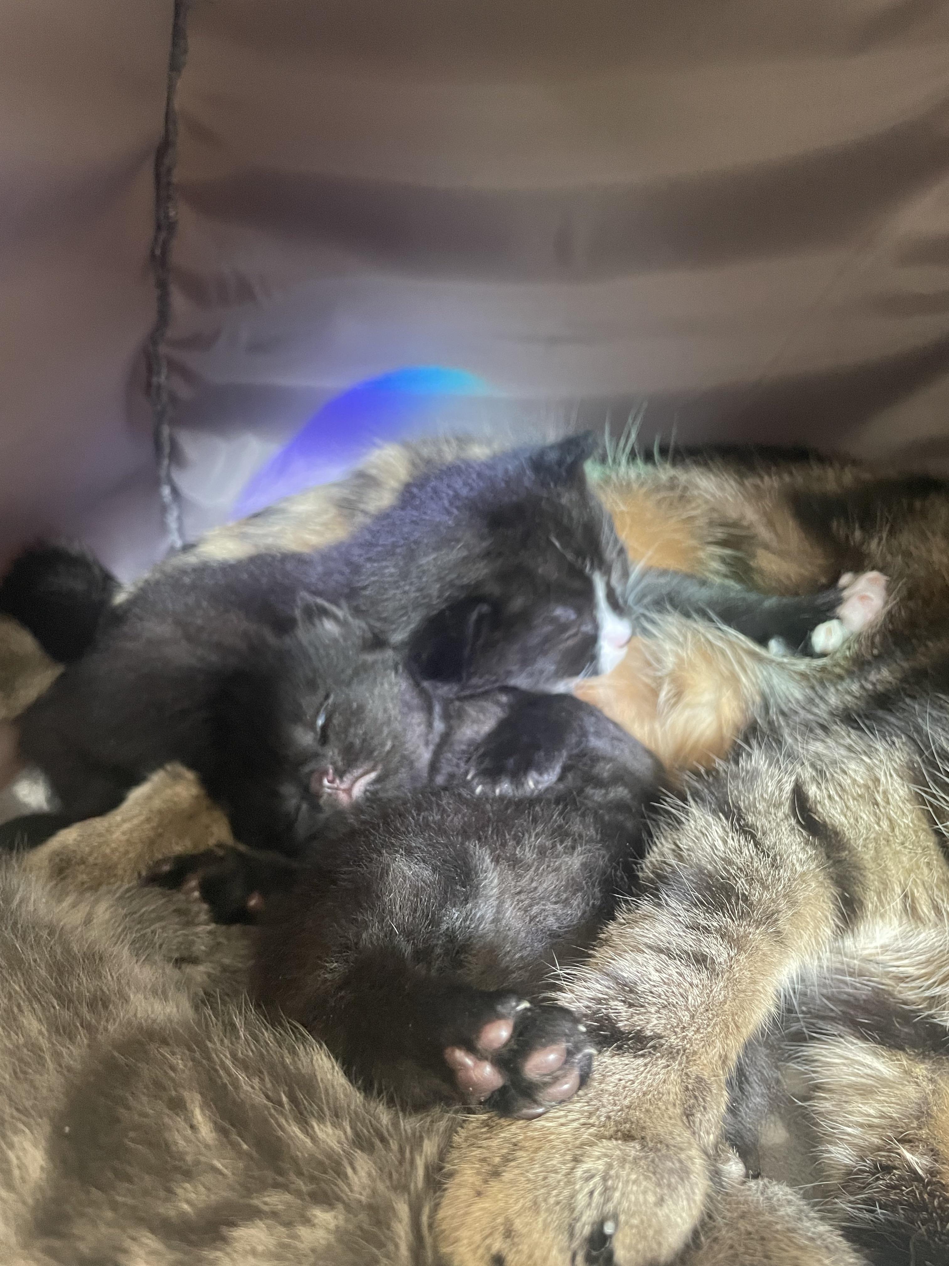 Teeniest of toe beans | Scrolller