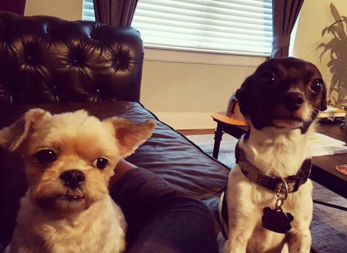 In memory of Nugget & Chichi 🥹🫶🏼 | Scrolller