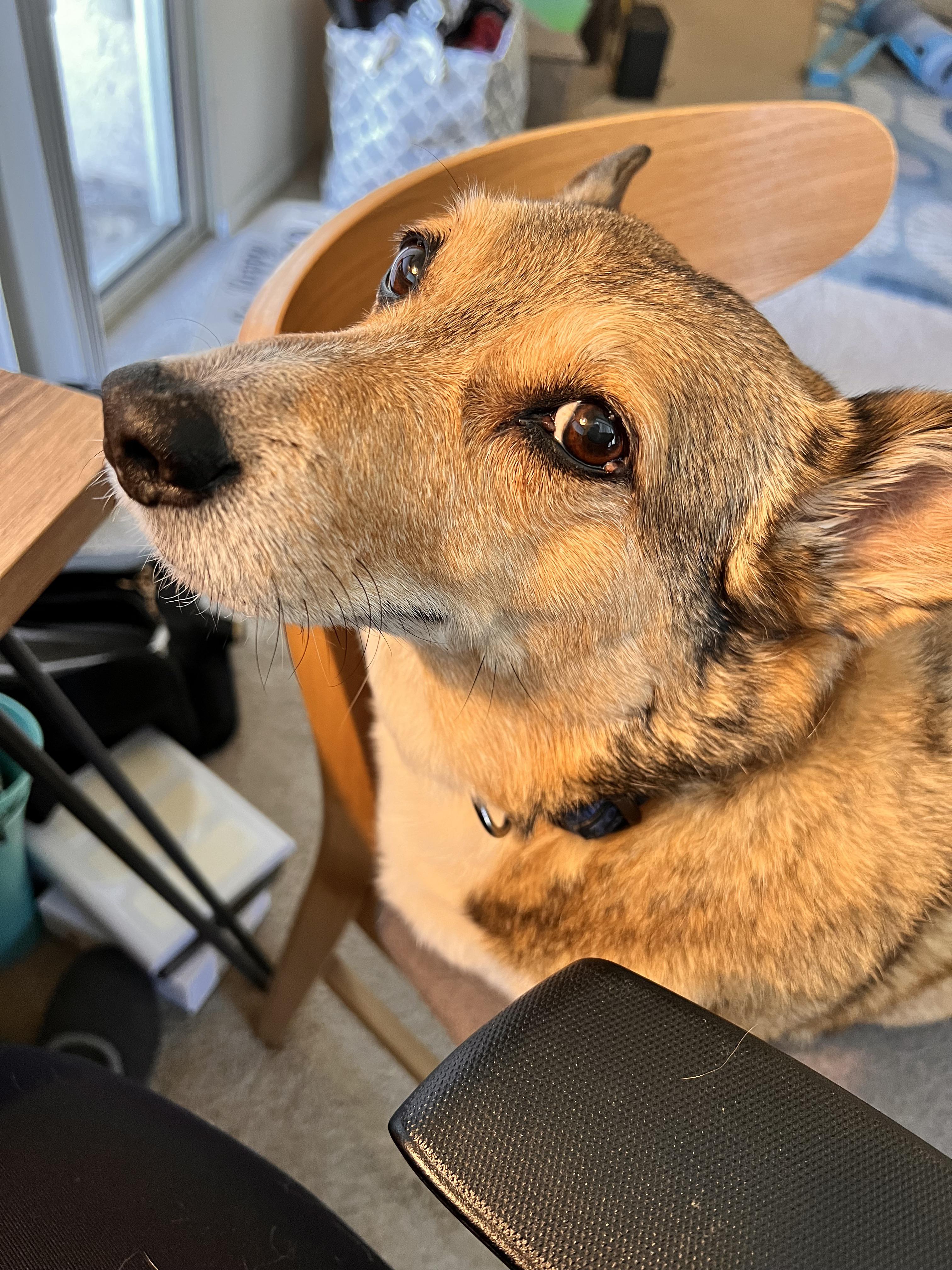 Discover more like Aww: My corgi has been sitting next to me while I work. His face. 😍 and ...