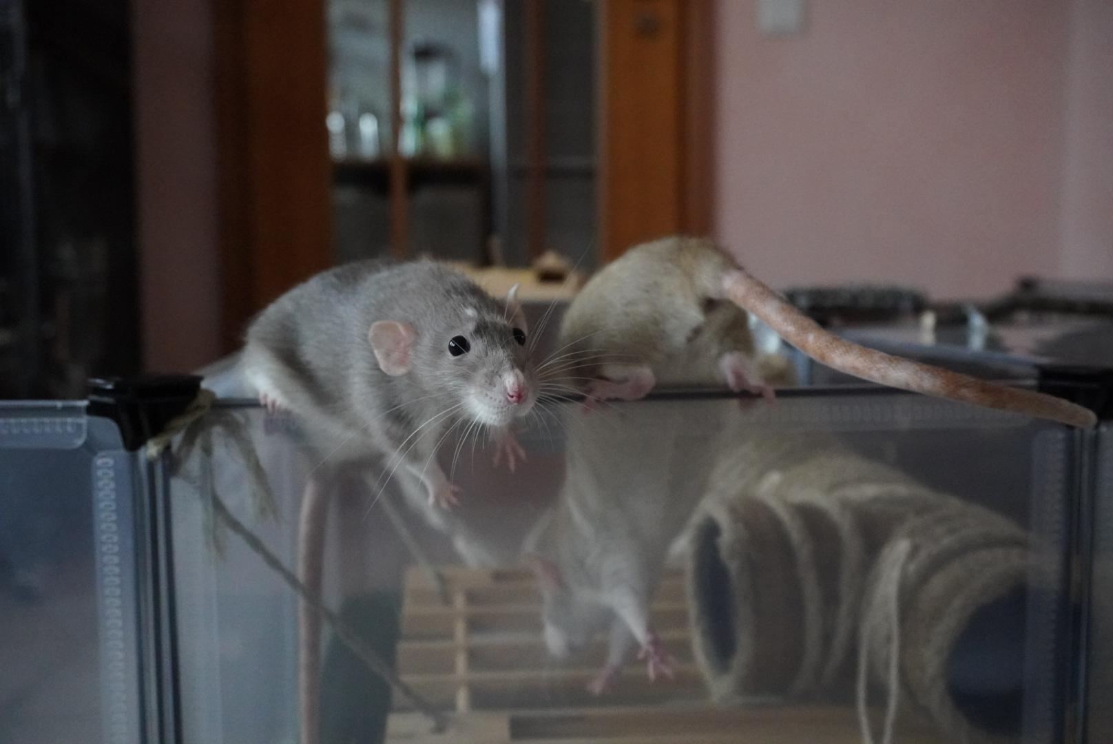 What are they plotting? | Scrolller