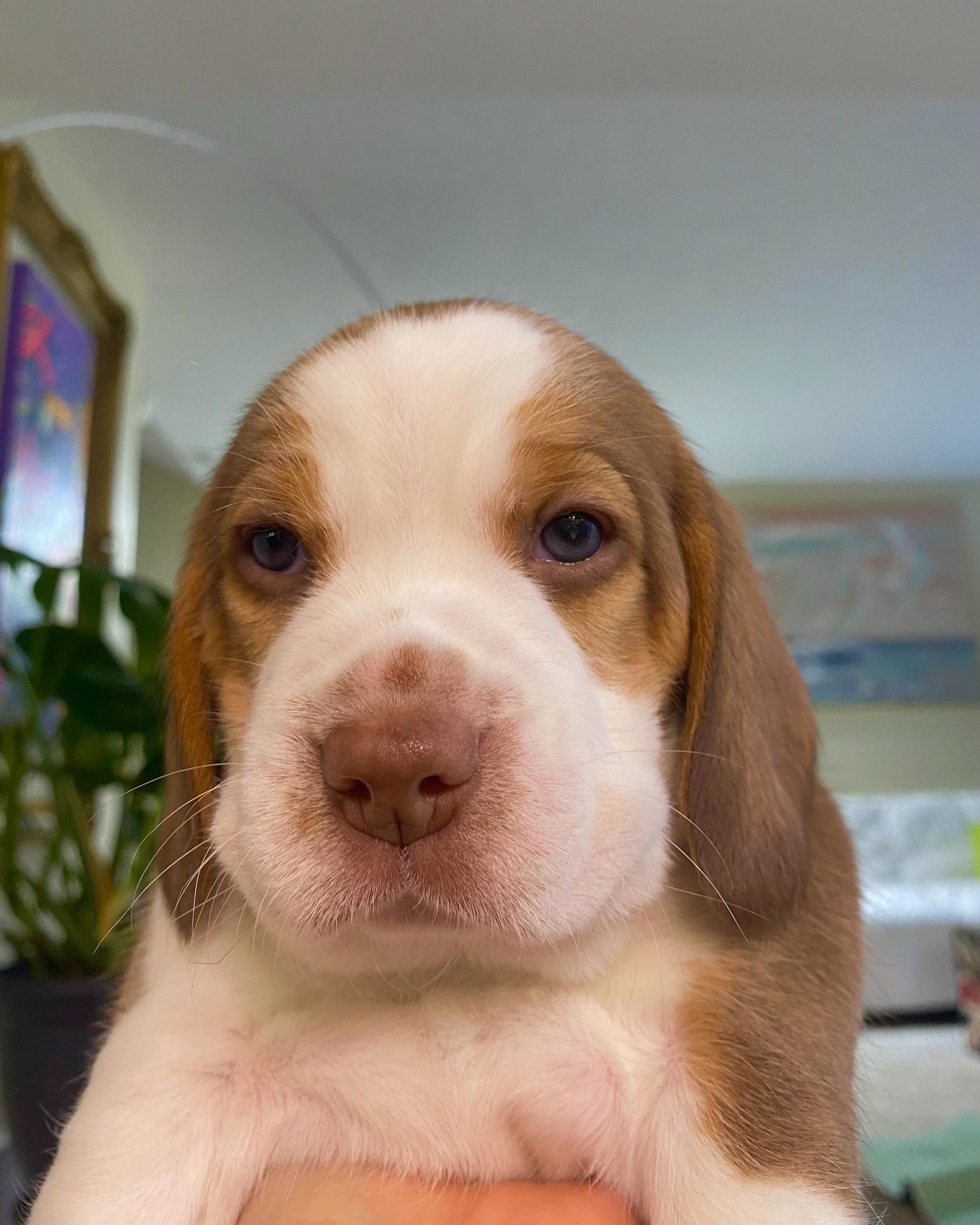 Our only little of beagles ever | Scrolller