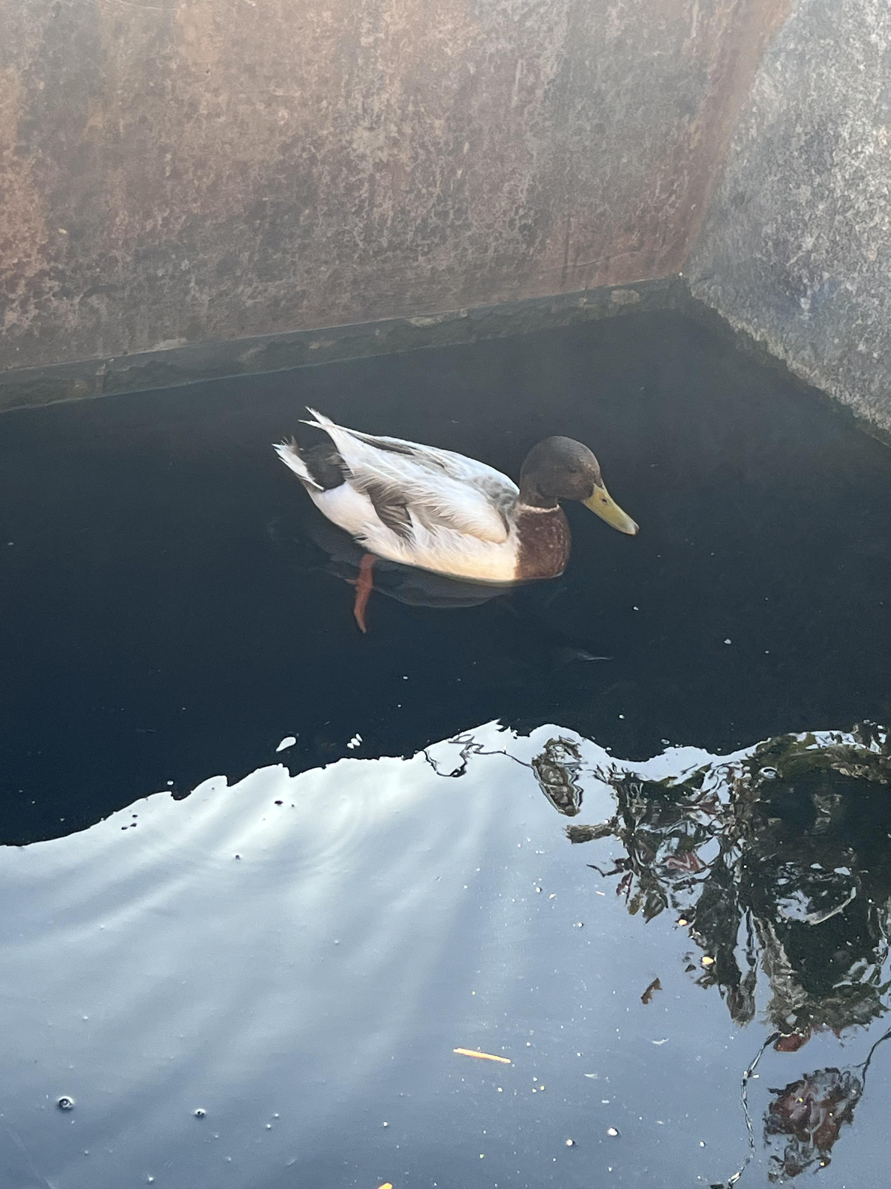 Leucistic Mallard?! | Scrolller