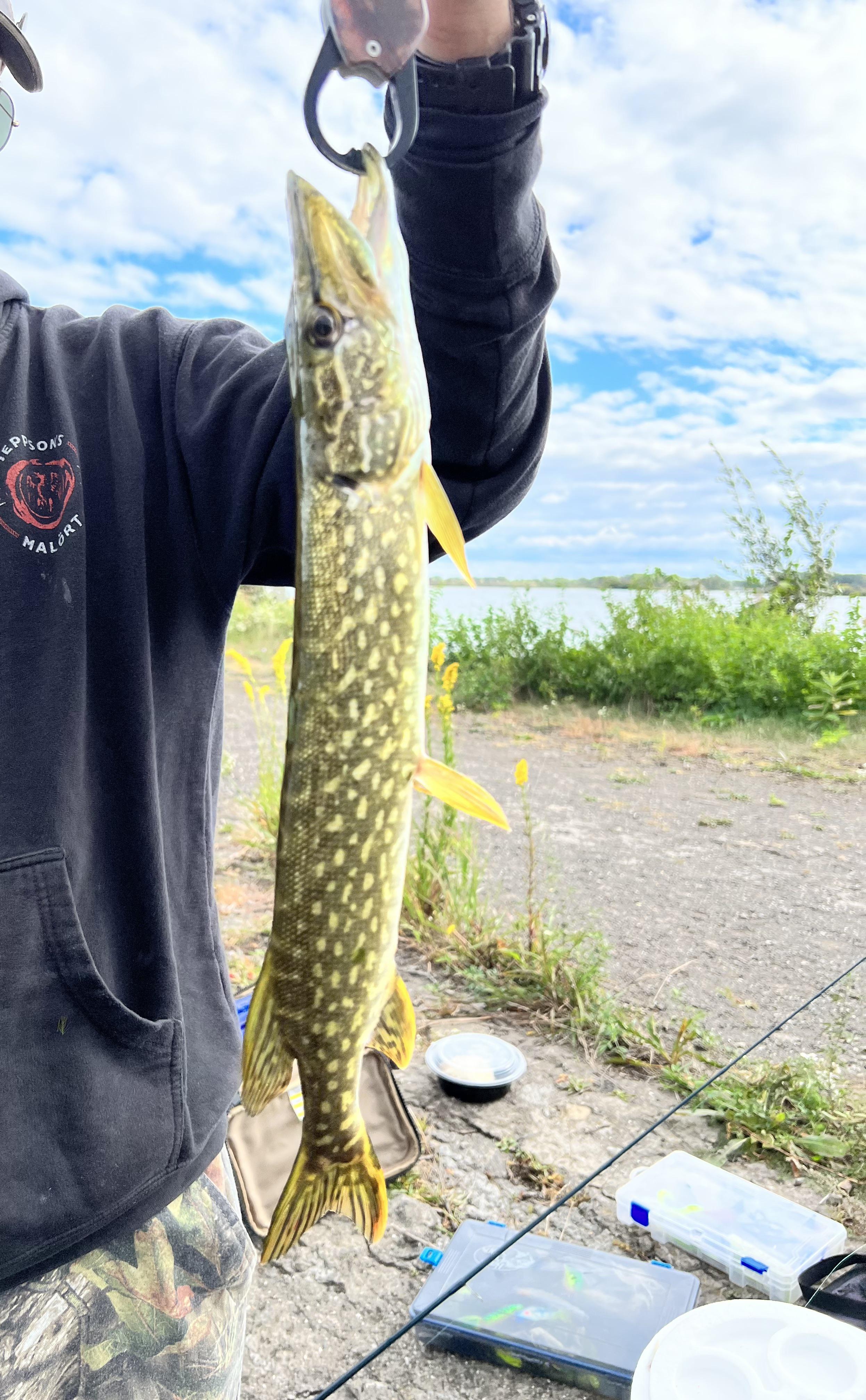 First pike ever caught after years of trying. Chicago, IL | Scrolller