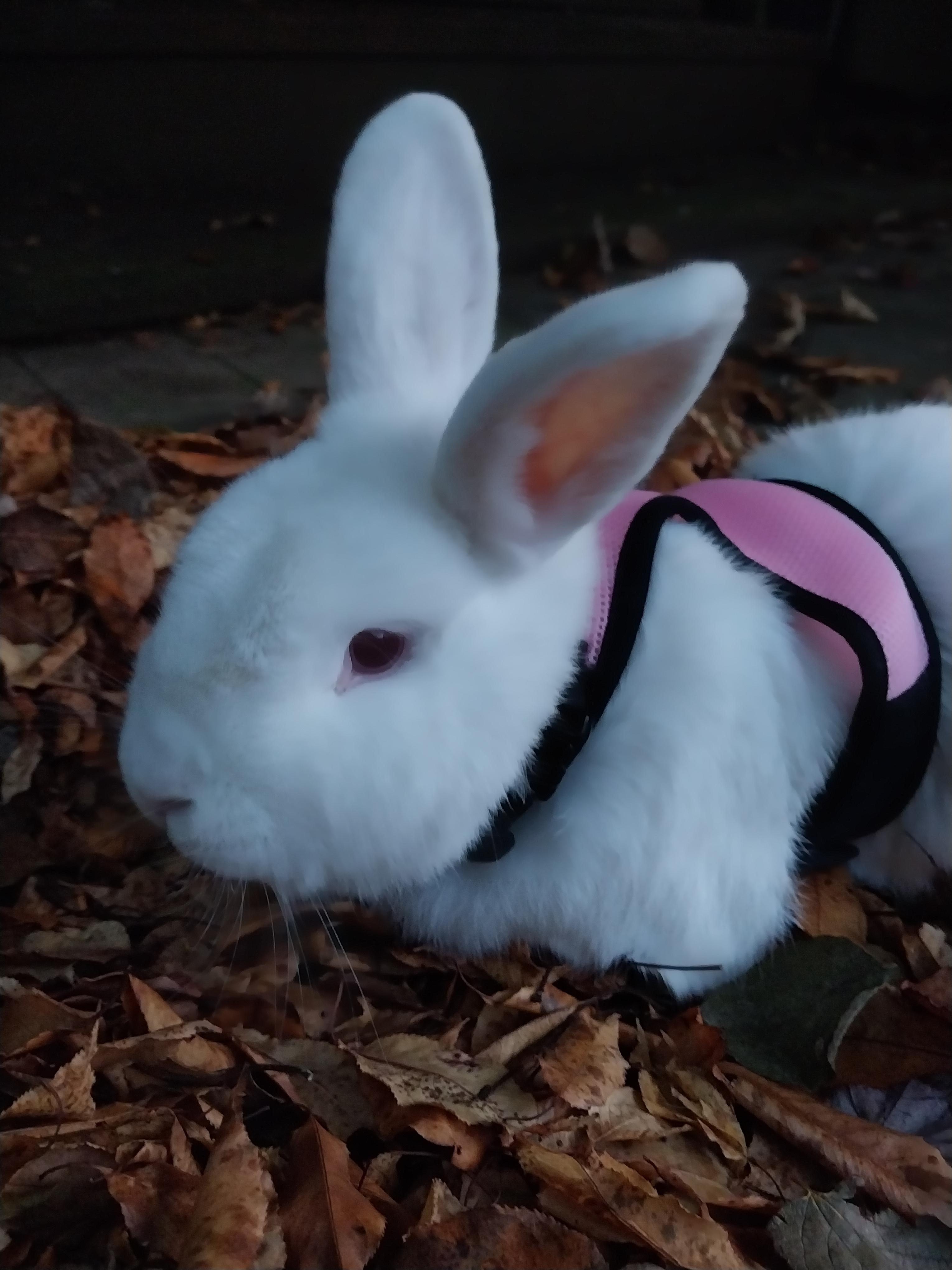 Discover more like Rabbits: Stuart and Brinlee had fun outside! and Related Content | Scrolller