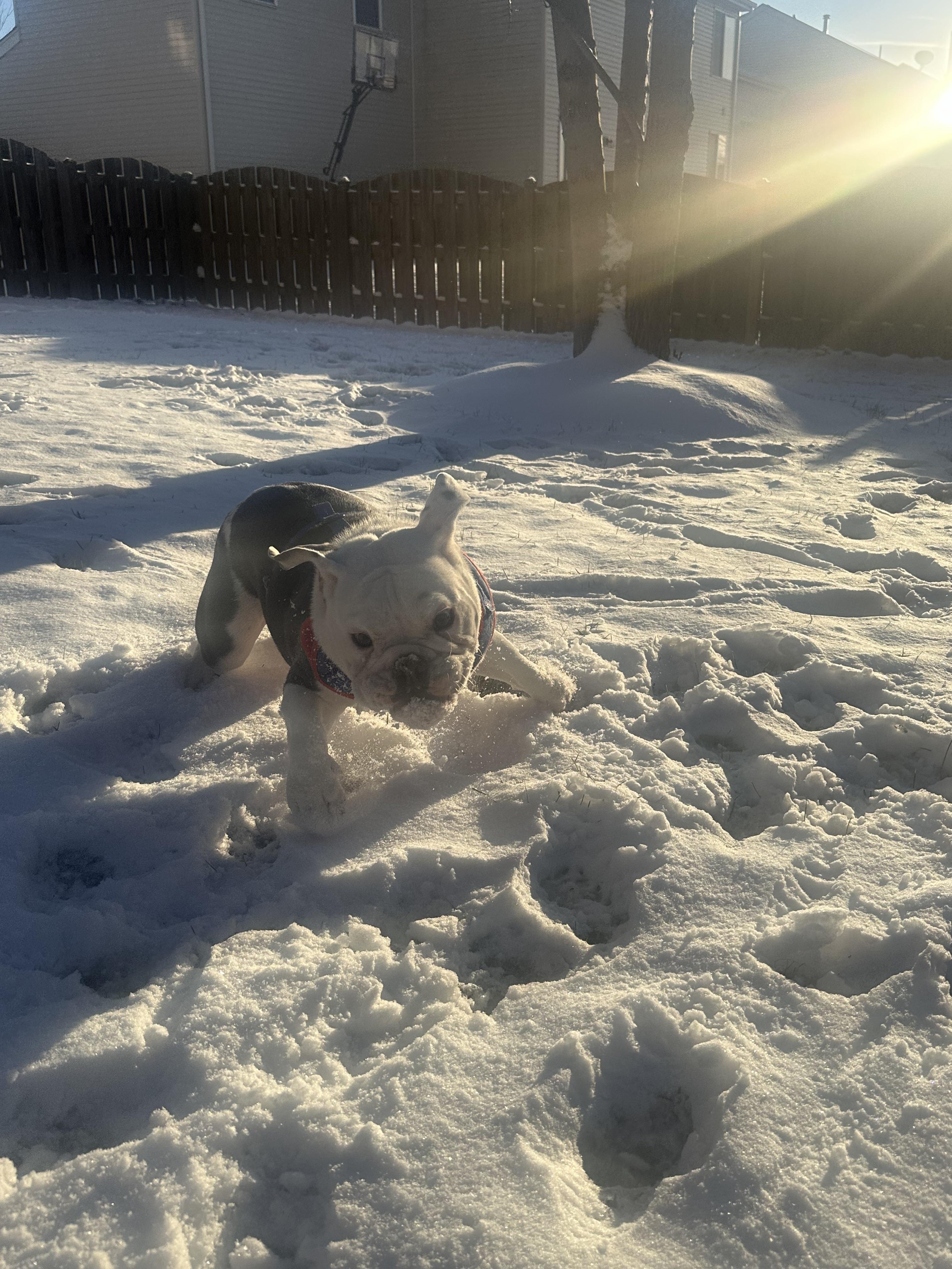 Meet dobby :) | Scrolller