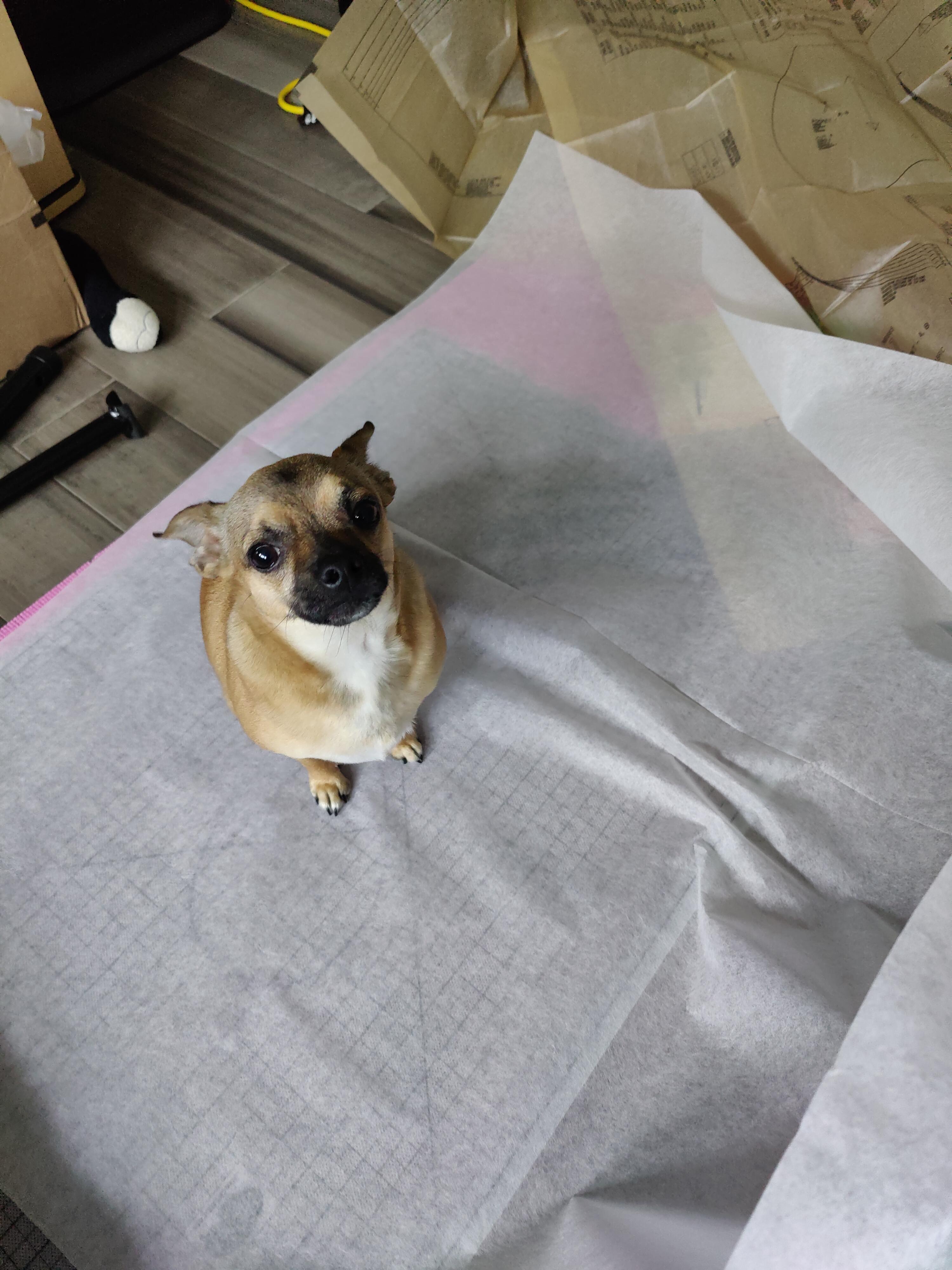 Helpful boi | Scrolller