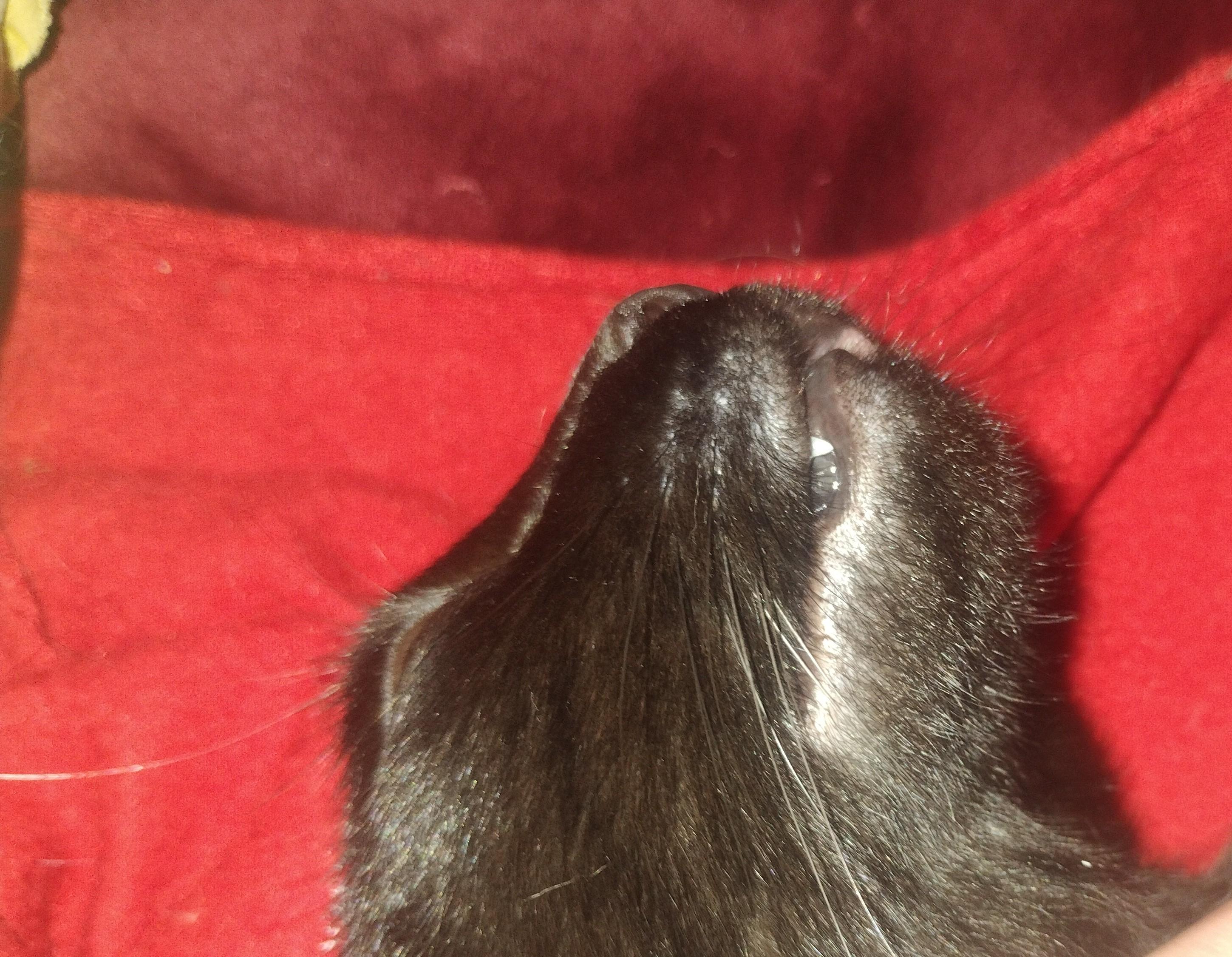 Trash (my beast) | Scrolller