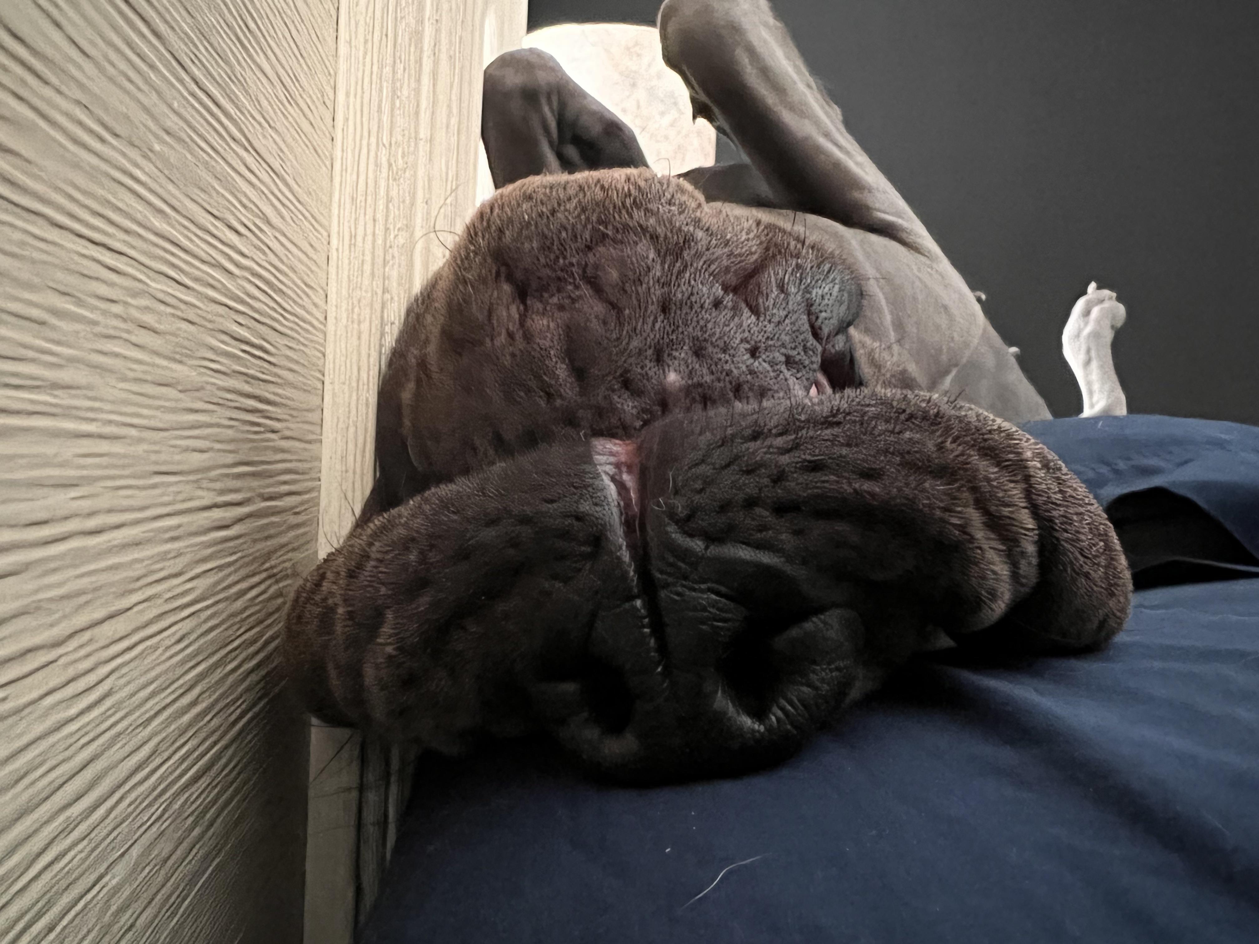 Daisy Strikes Again Scrolller