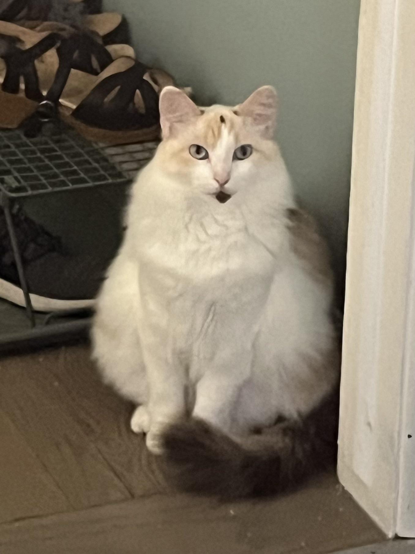 She’s all floof until she wants dinner, and then oh no! So skinny!! She might fade away! | Scrolller