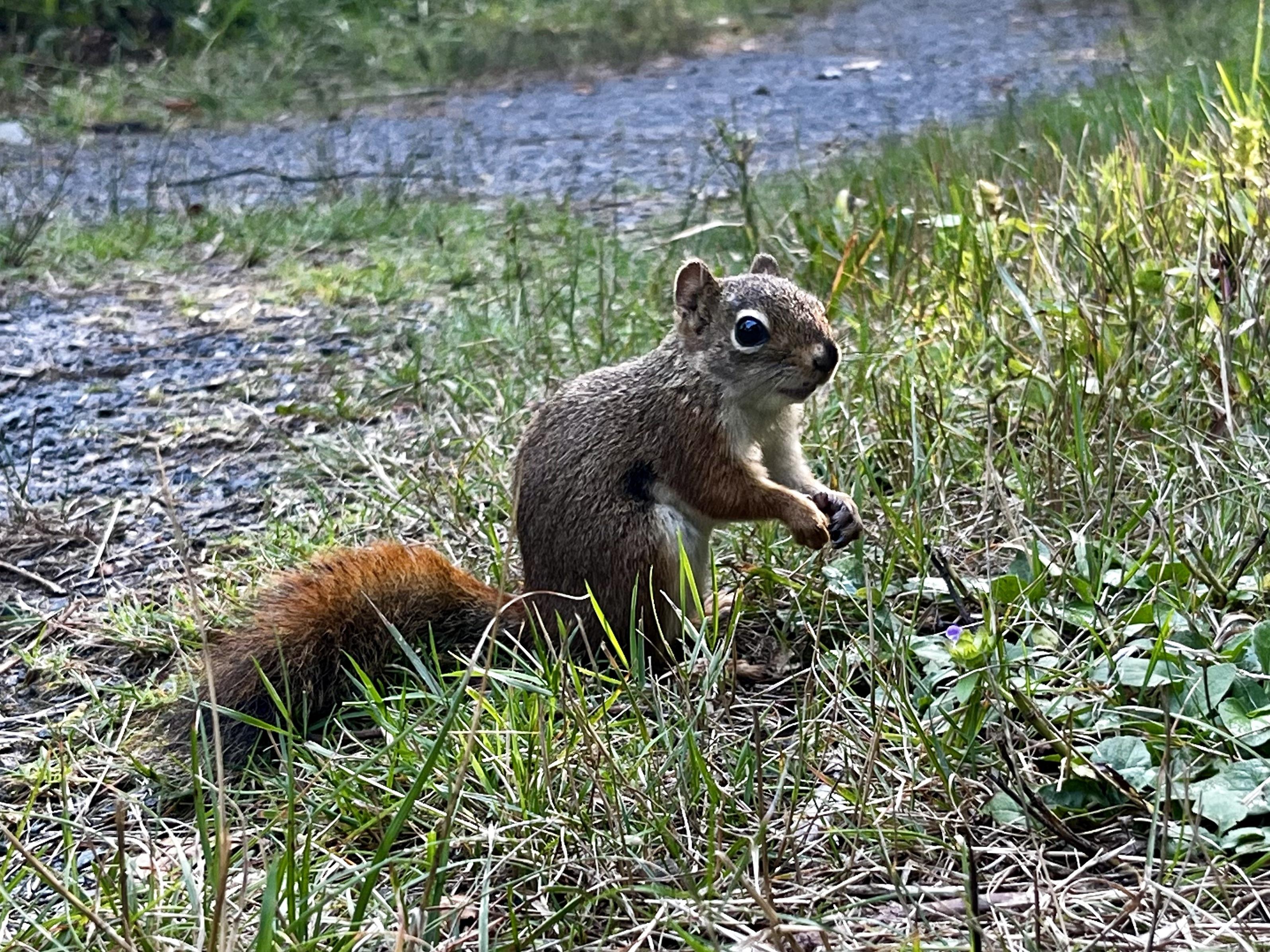 Squirrelly | Scrolller