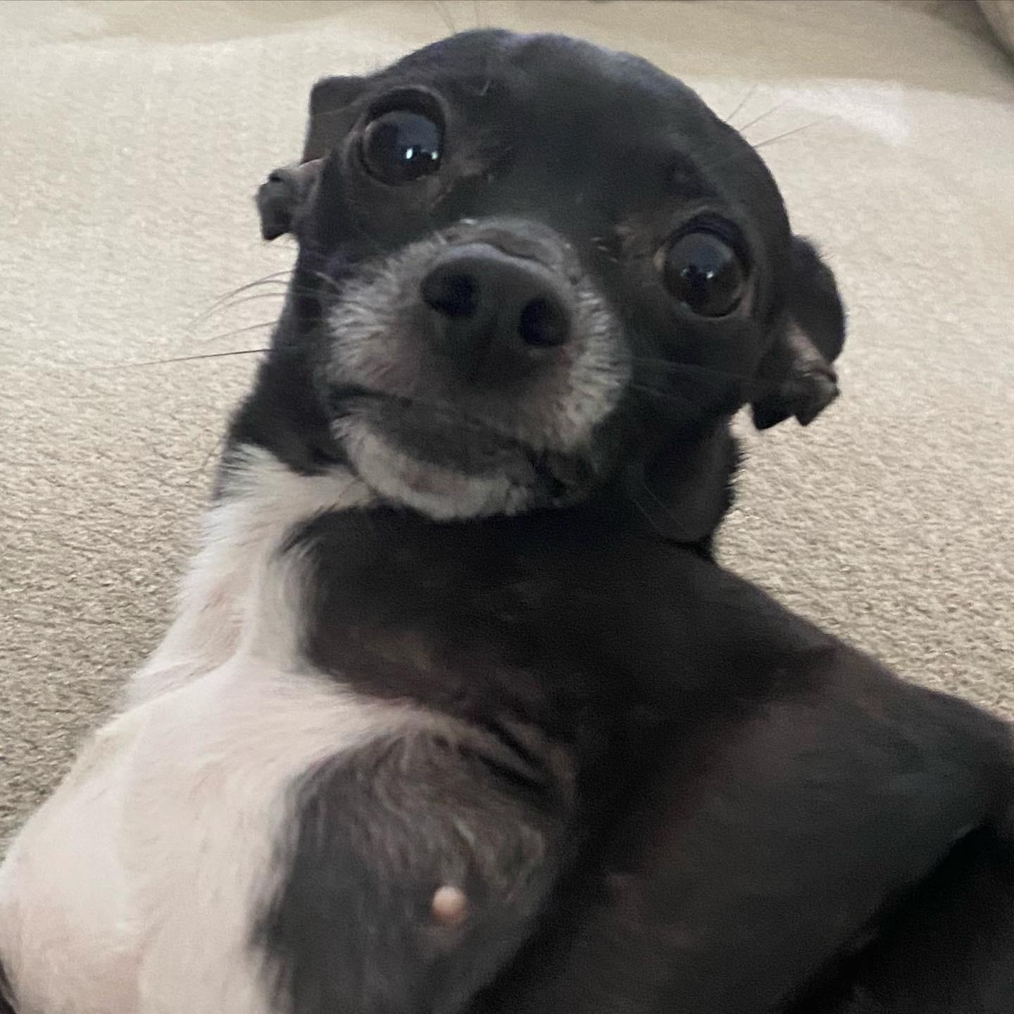 Stink face! | Scrolller