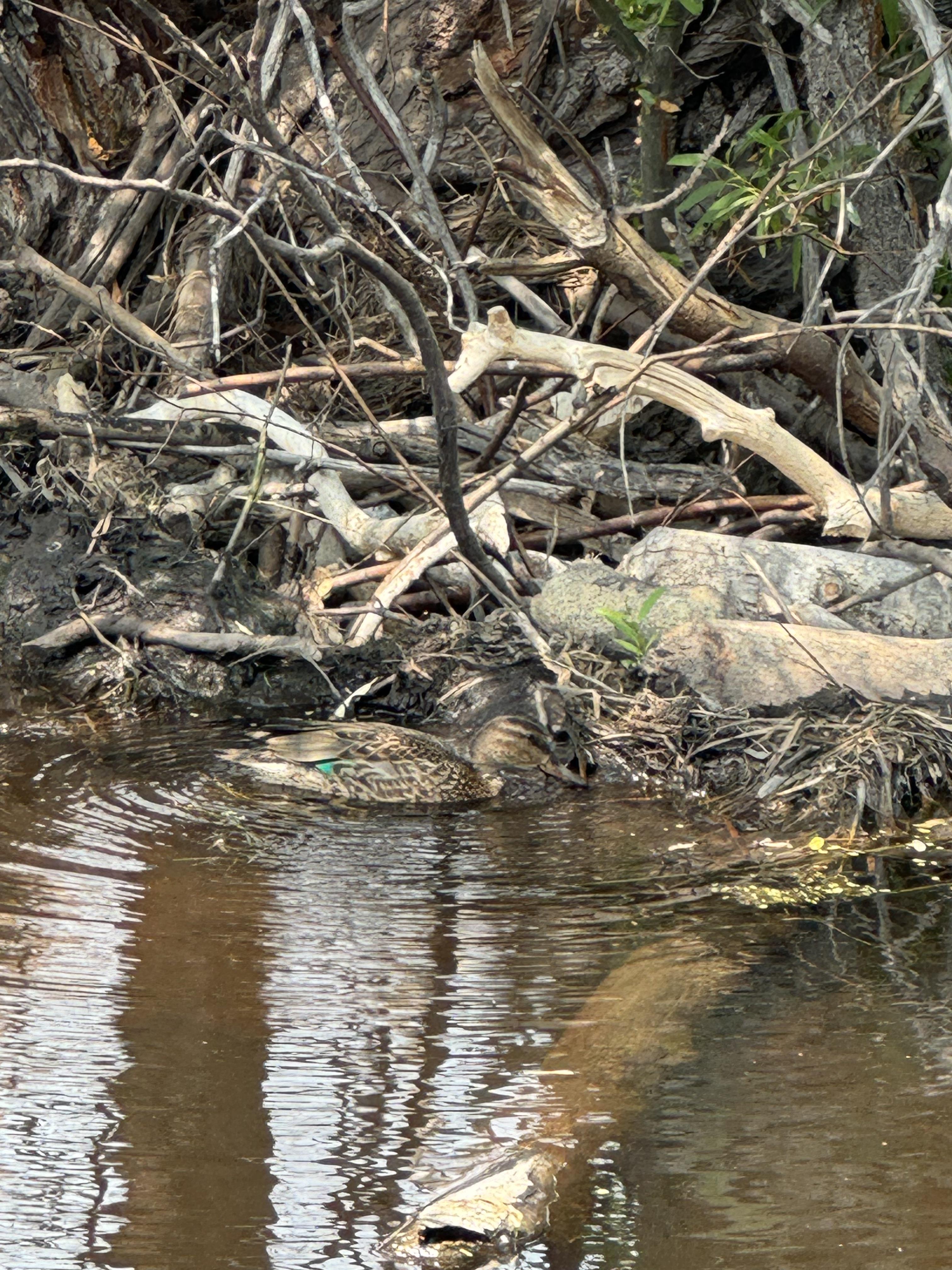 Just a duck? Or something special? | Scrolller