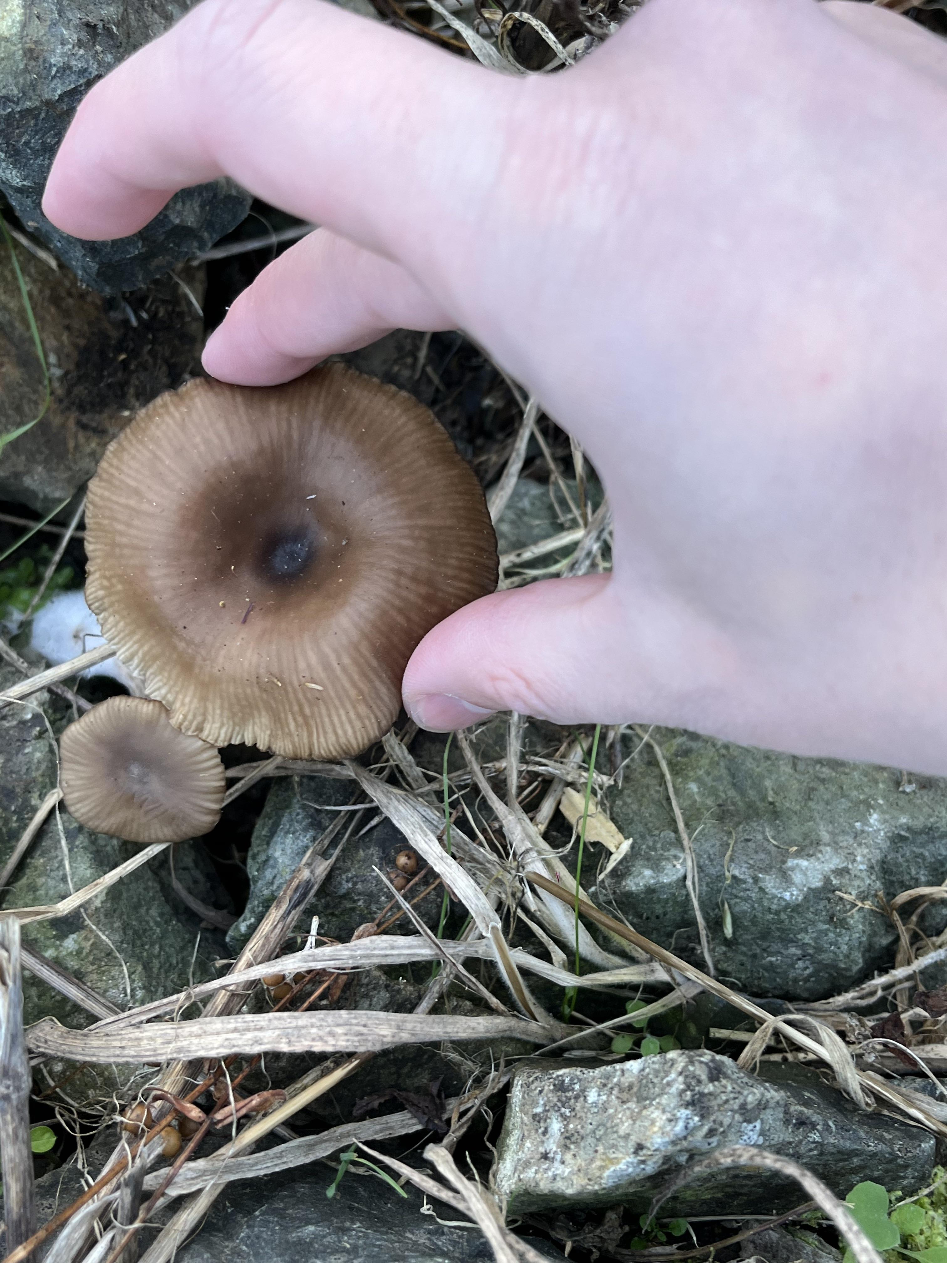 Help ID - New Zealand Mushrooms | Scrolller