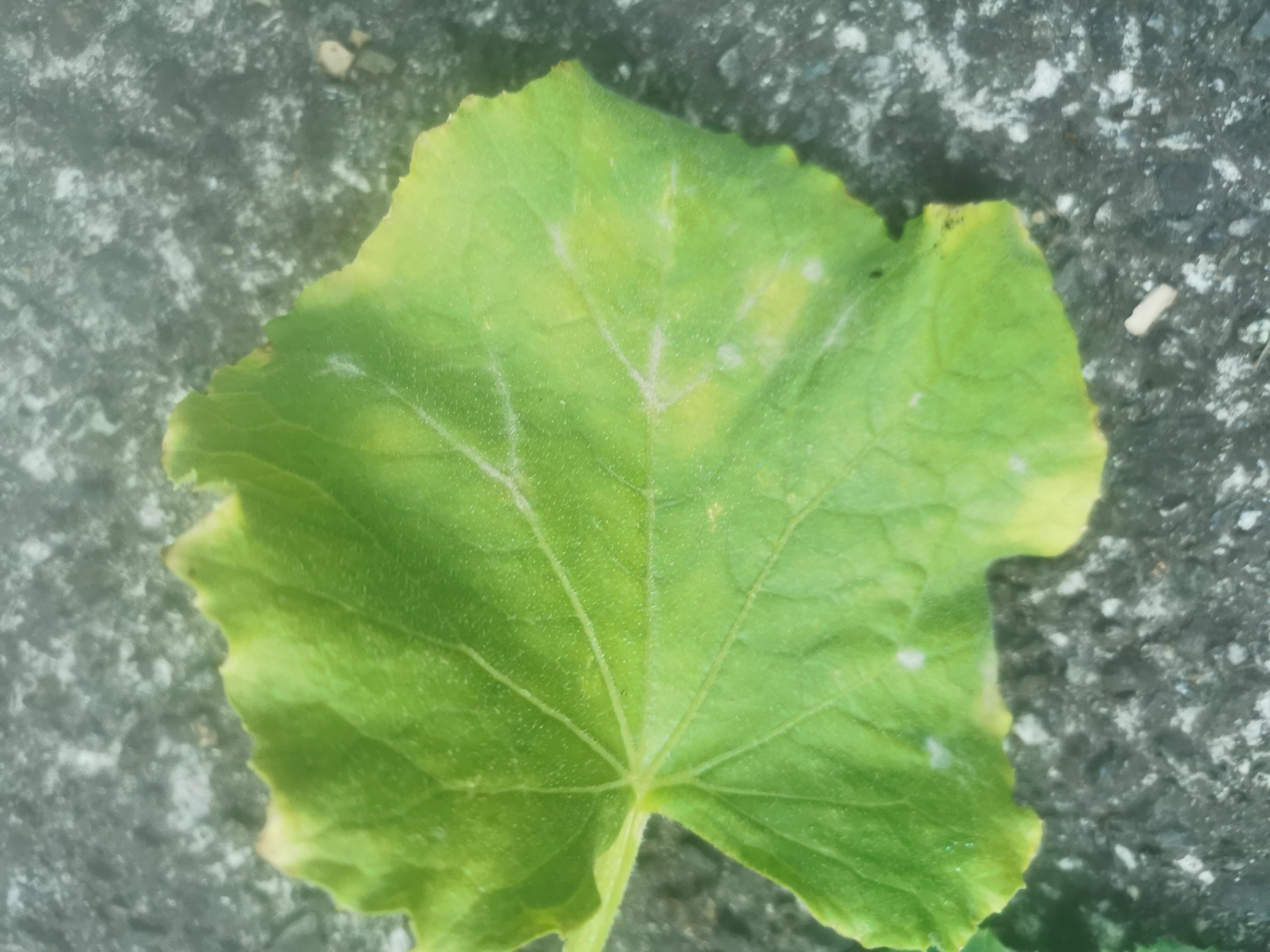 Another one asking is this powdering mildew?!?! | Scrolller