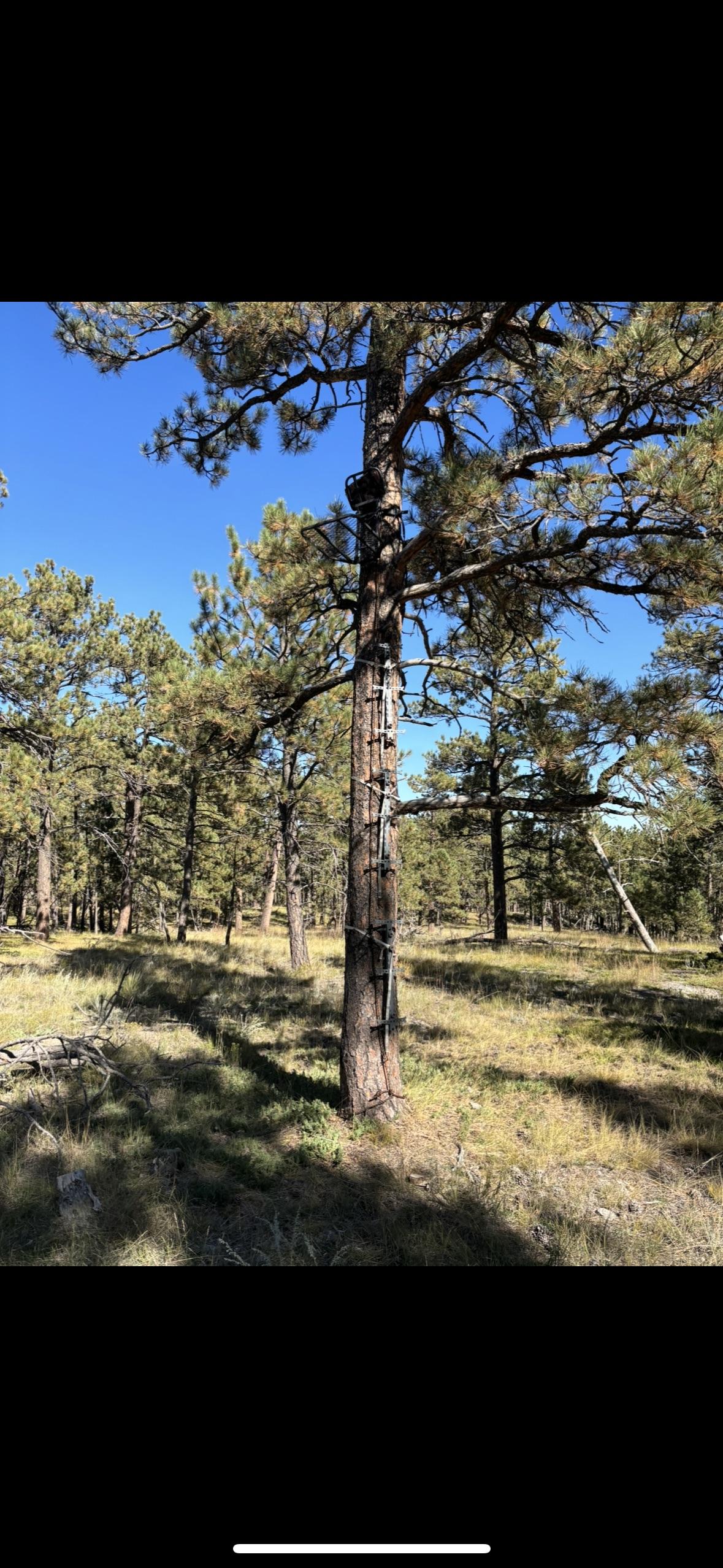 First time hunting from a stand, need some advice! | Scrolller