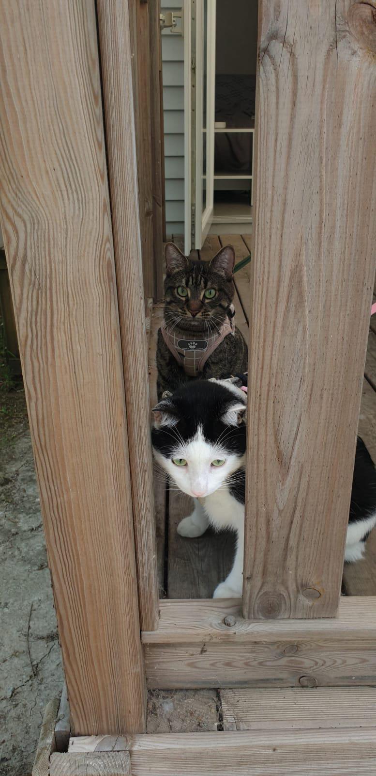 Simba and Bandita on holidays ... always together since their adoption | Scrolller