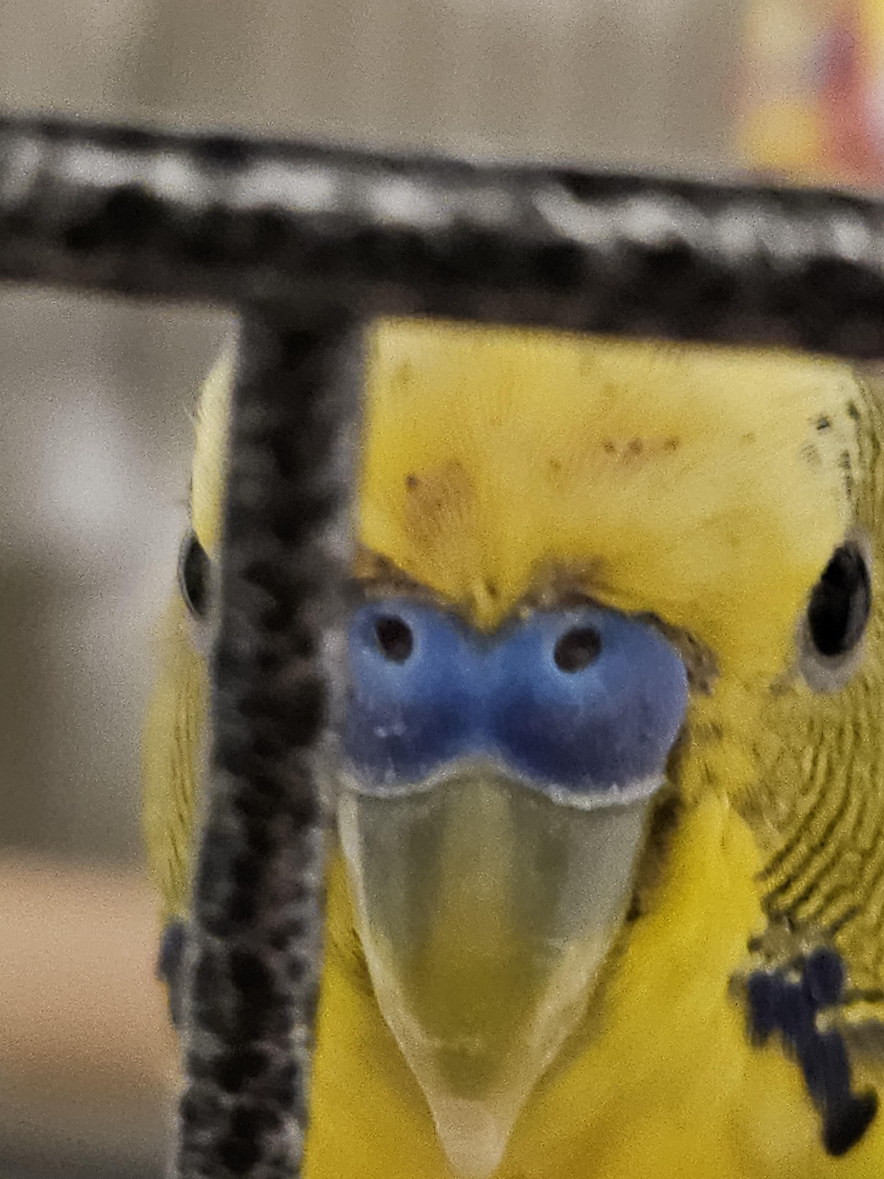 Budgie has weird black spots appearing suddenly on his head | Scrolller