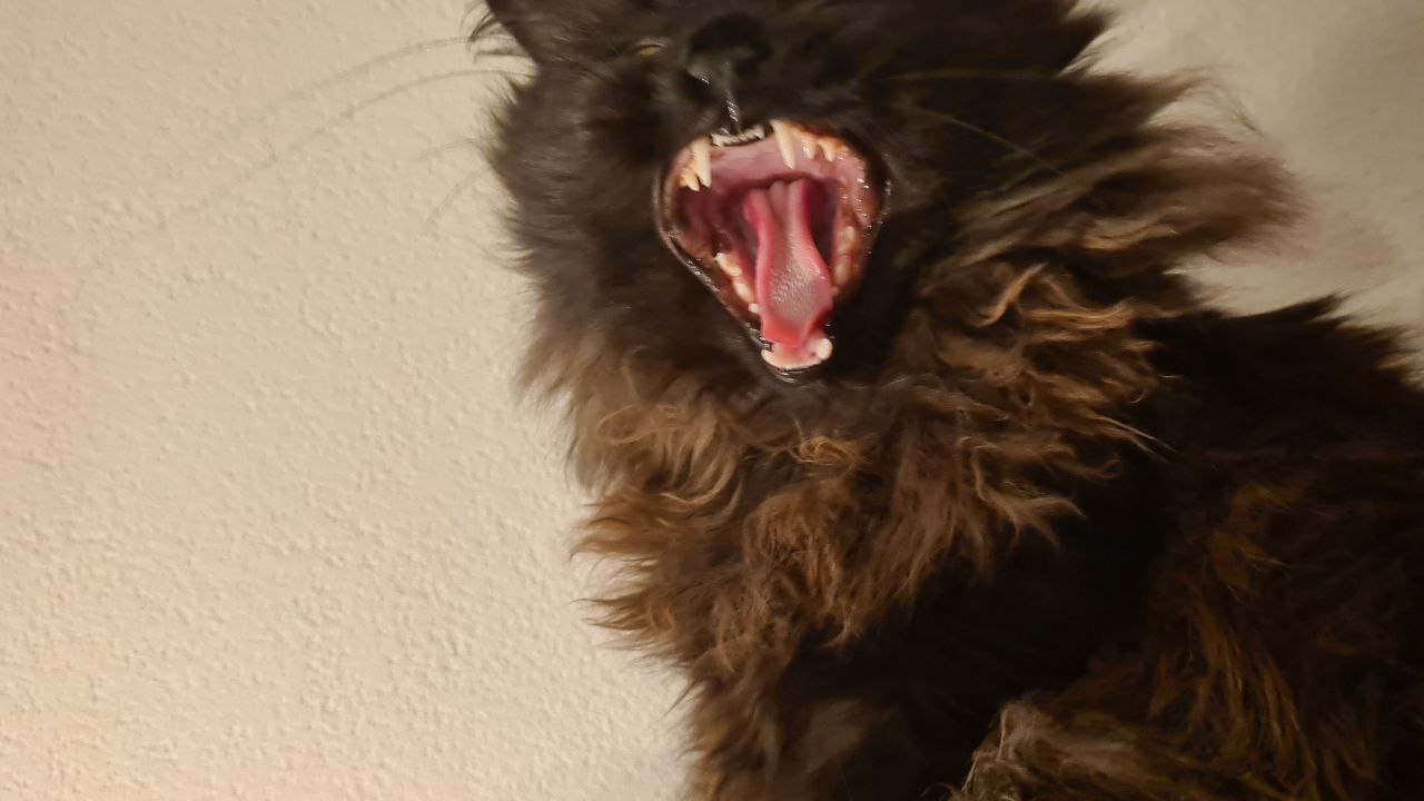 Azzy on catnip | Scrolller