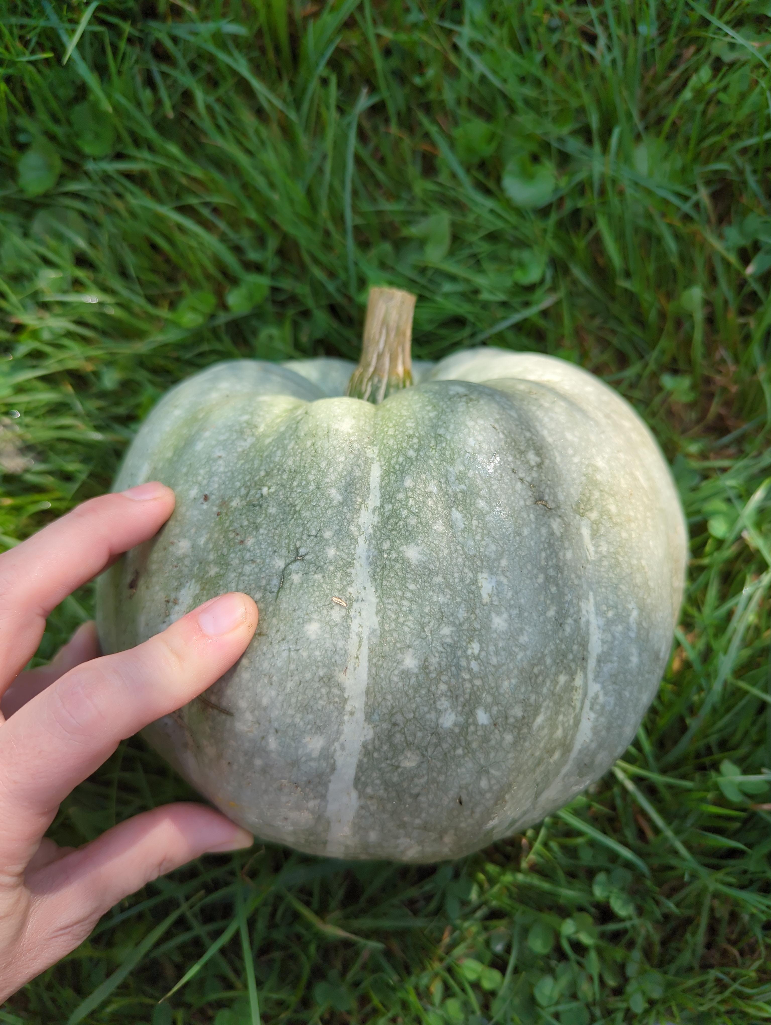 What is this squash? | Scrolller