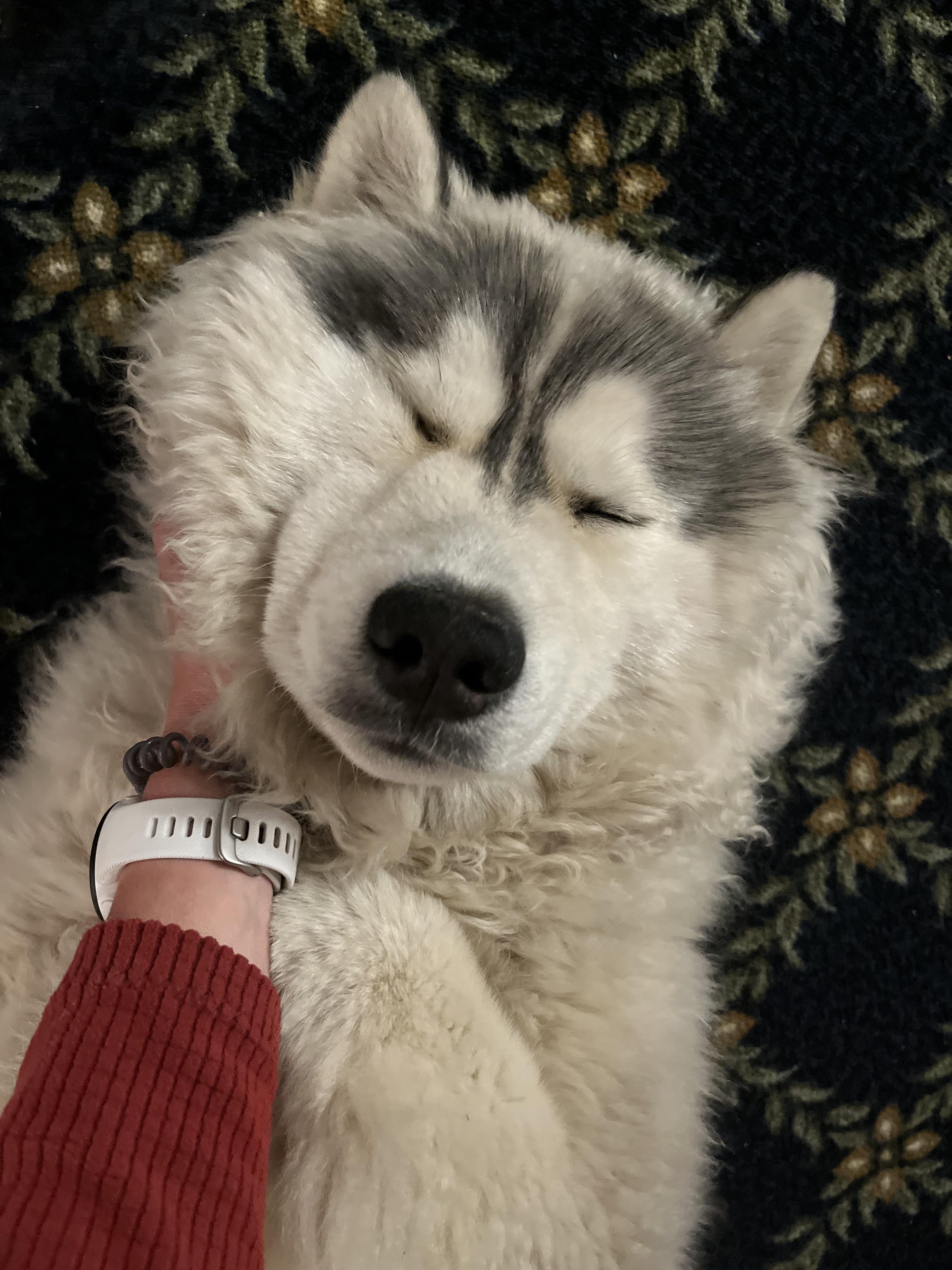 New husky owner! Crate question | Scrolller