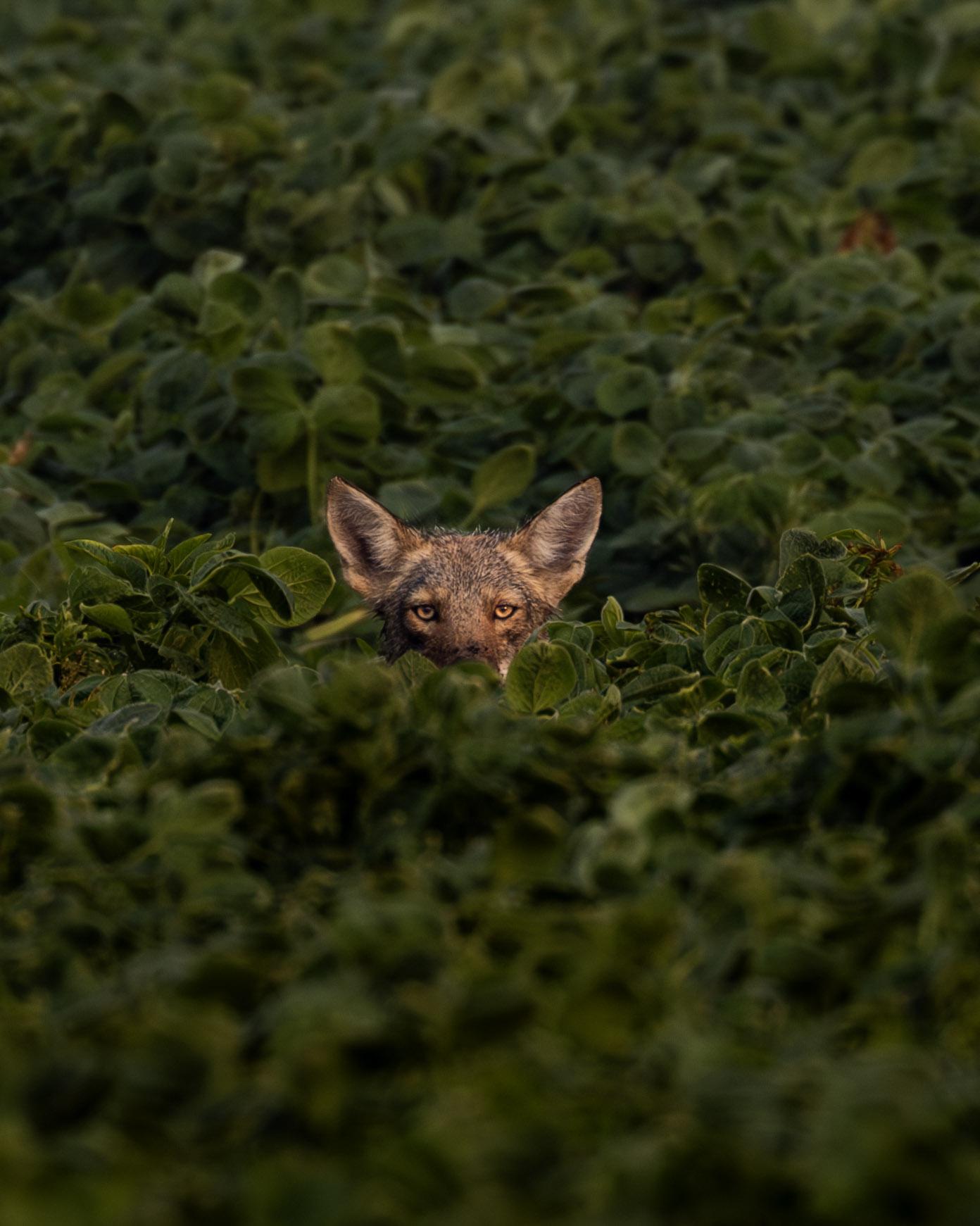 Discover more like Iowa: Coyote Staredown and Related Content | Scrolller