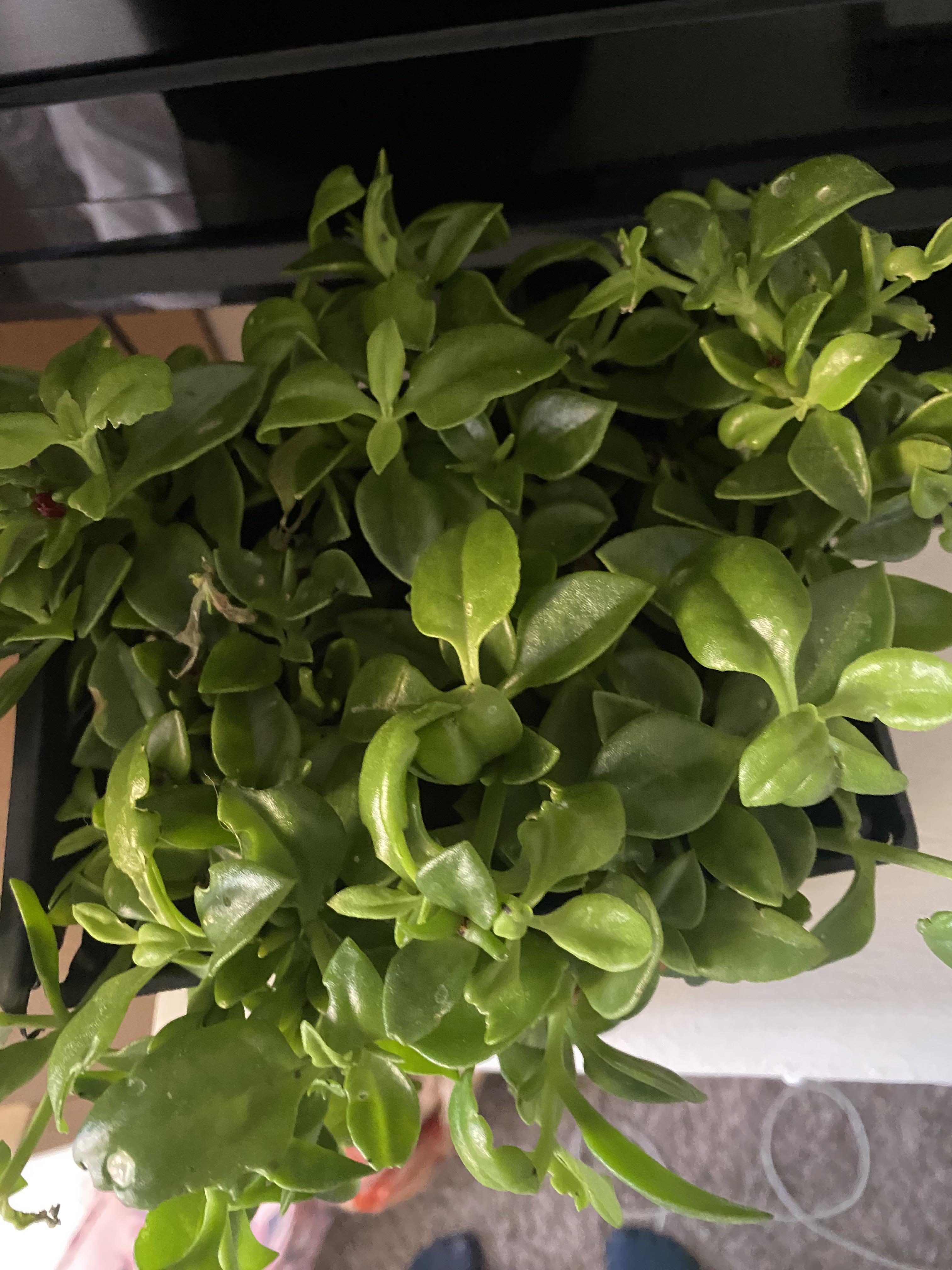 Not sure what plant this is? Any tips on repotting it? | Scrolller