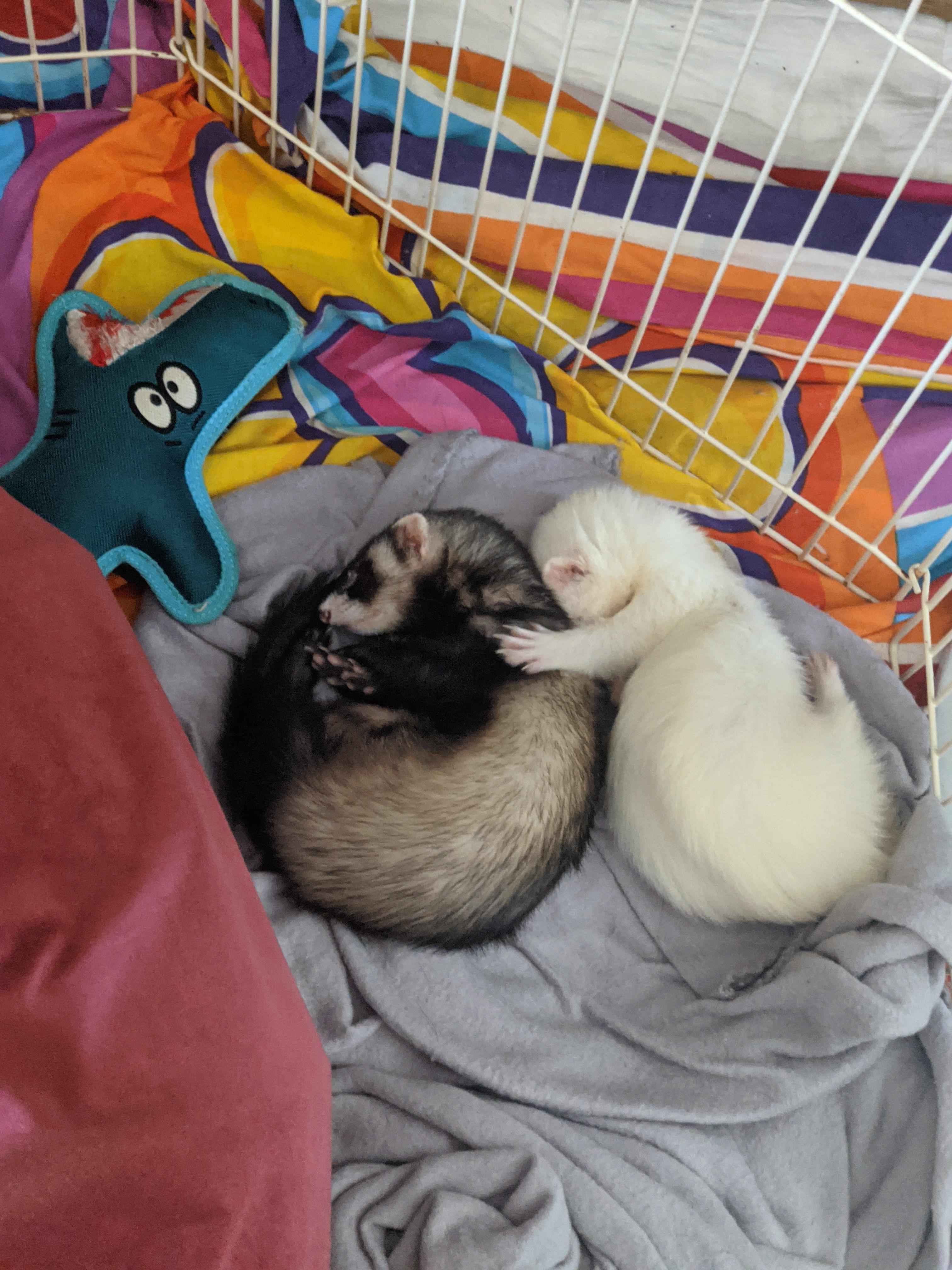 Sleep time snuggles | Scrolller