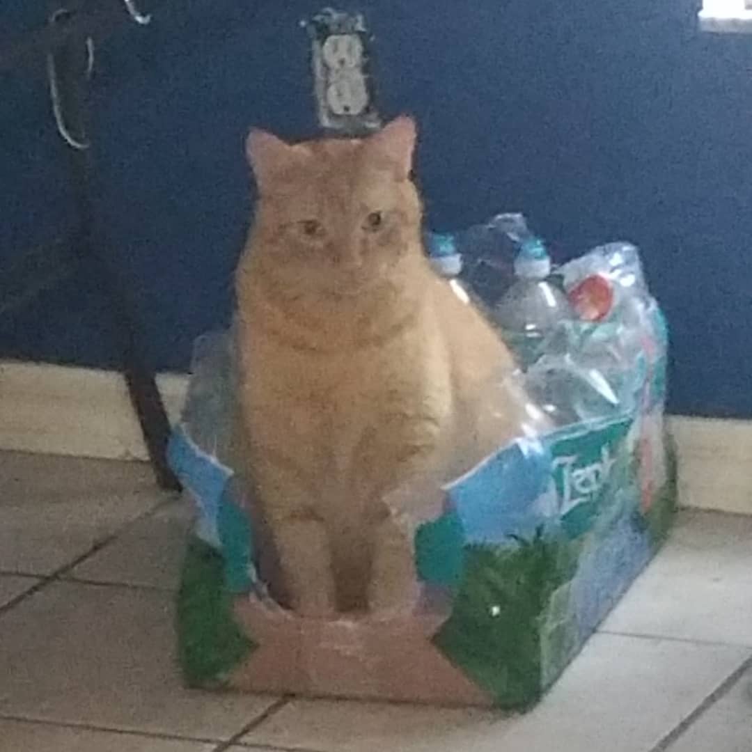 "Stitch" | Scrolller