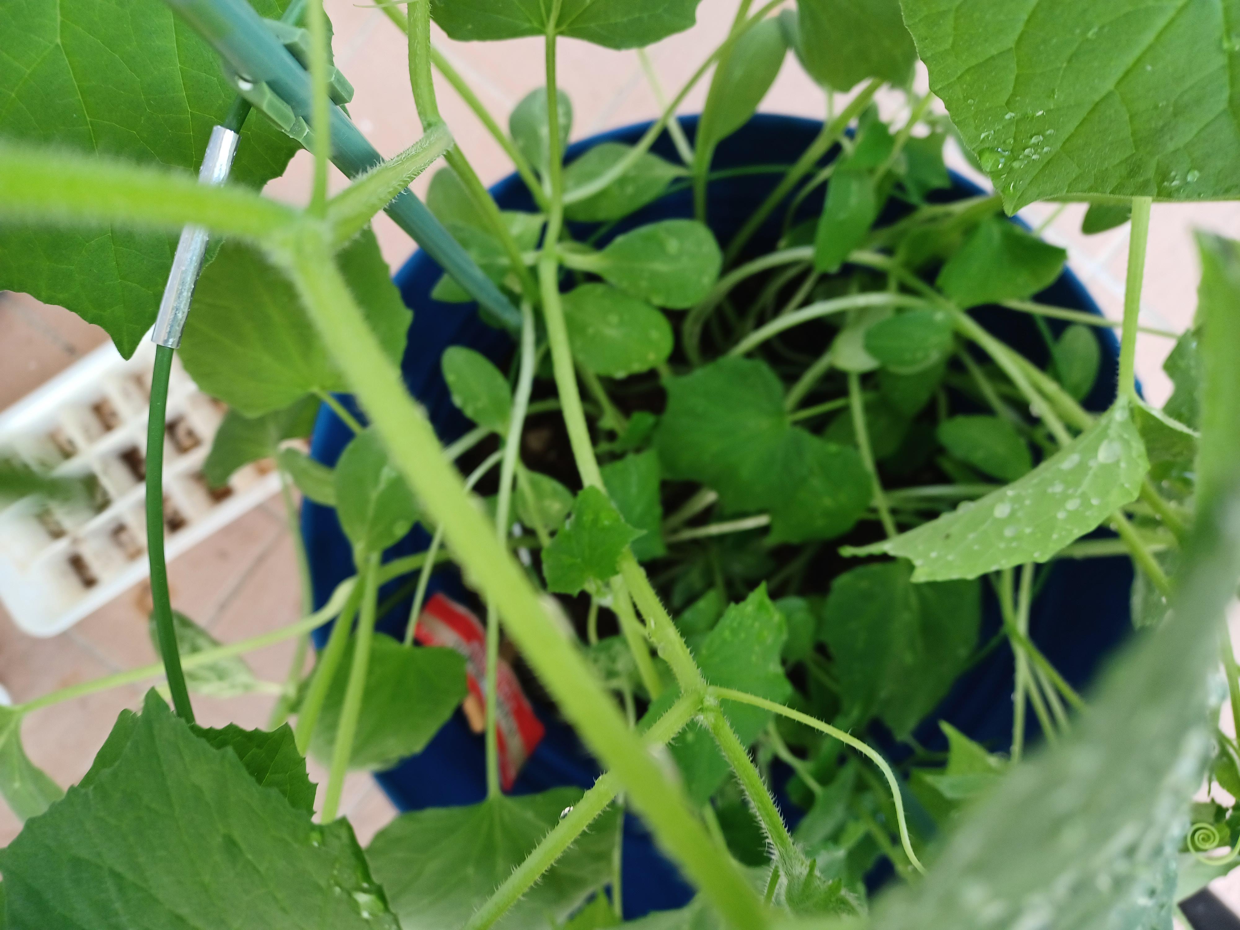 How do decide which ones, and how do I cull these cucumbers? | Scrolller