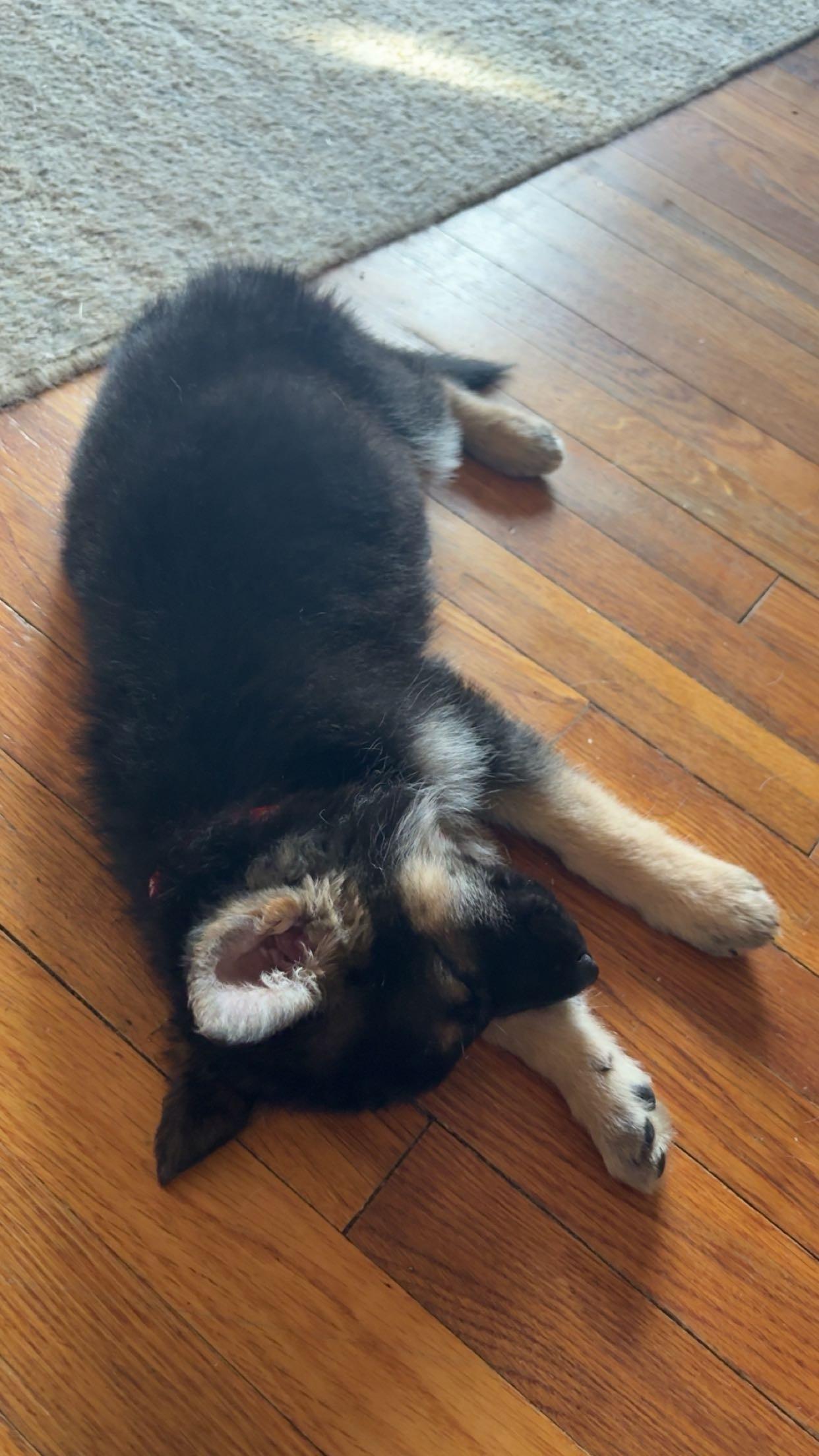 Xena Mae | Scrolller