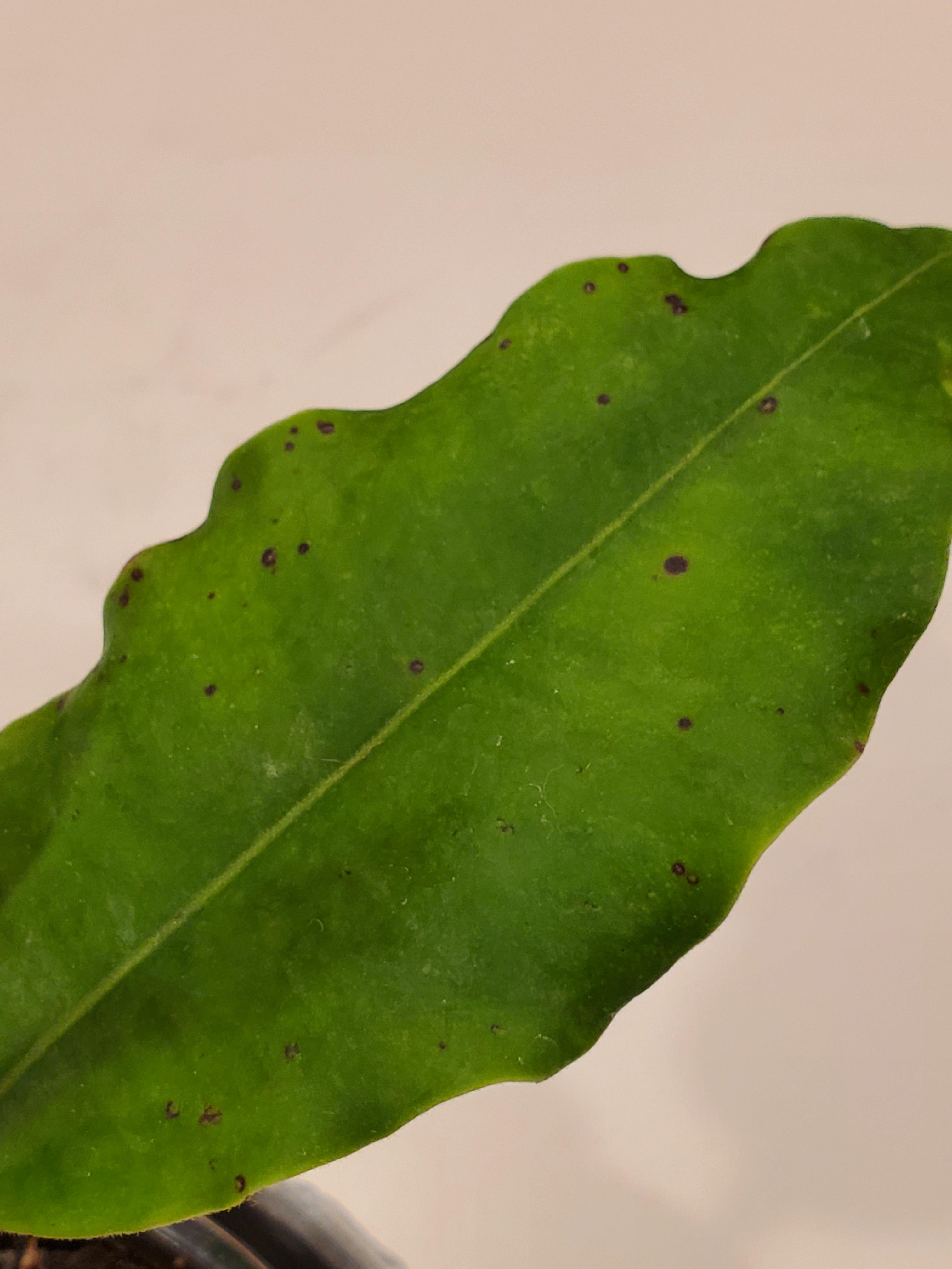 Spots on my Hoya? | Scrolller
