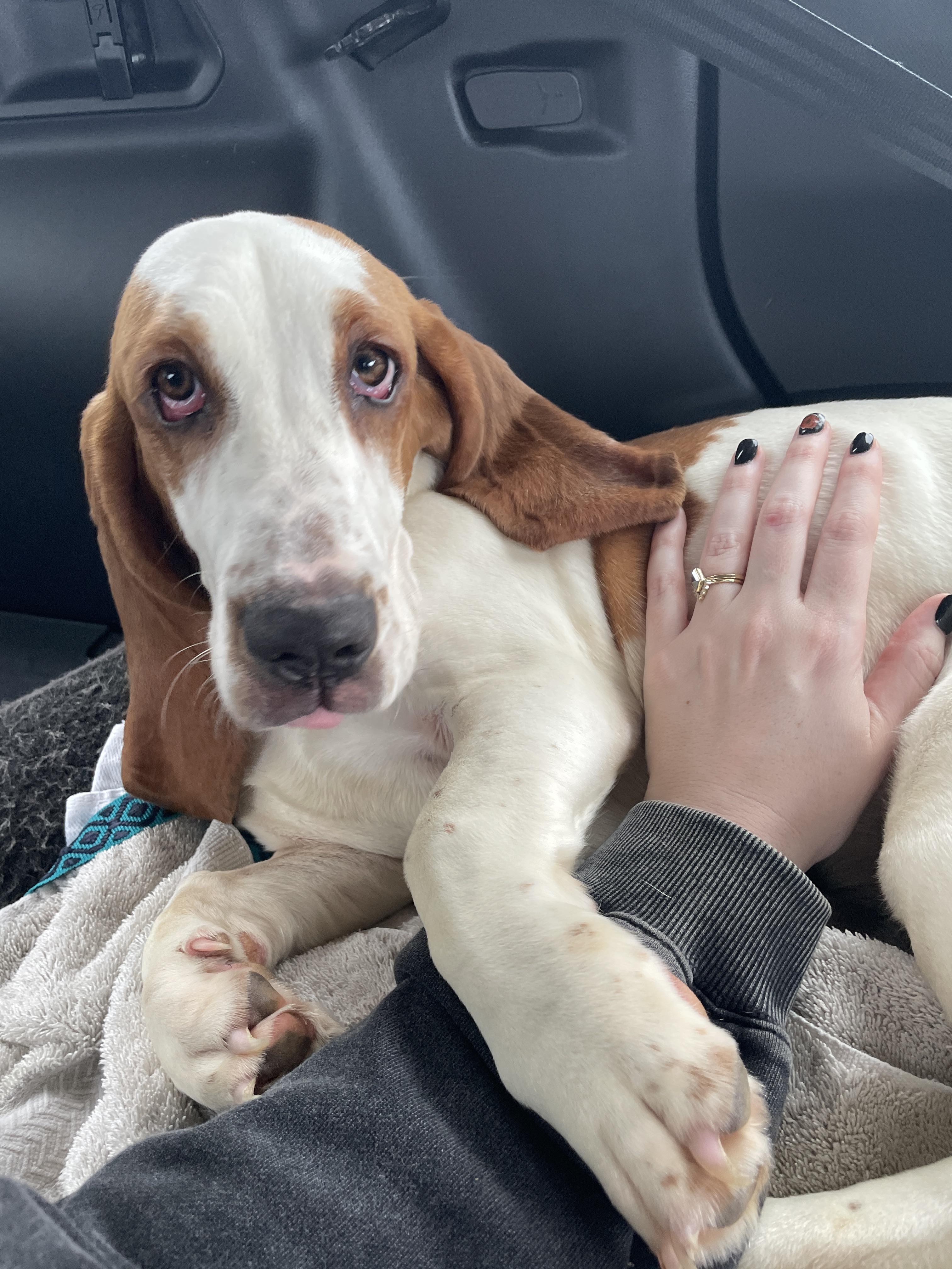 Introducing Stella! | Scrolller