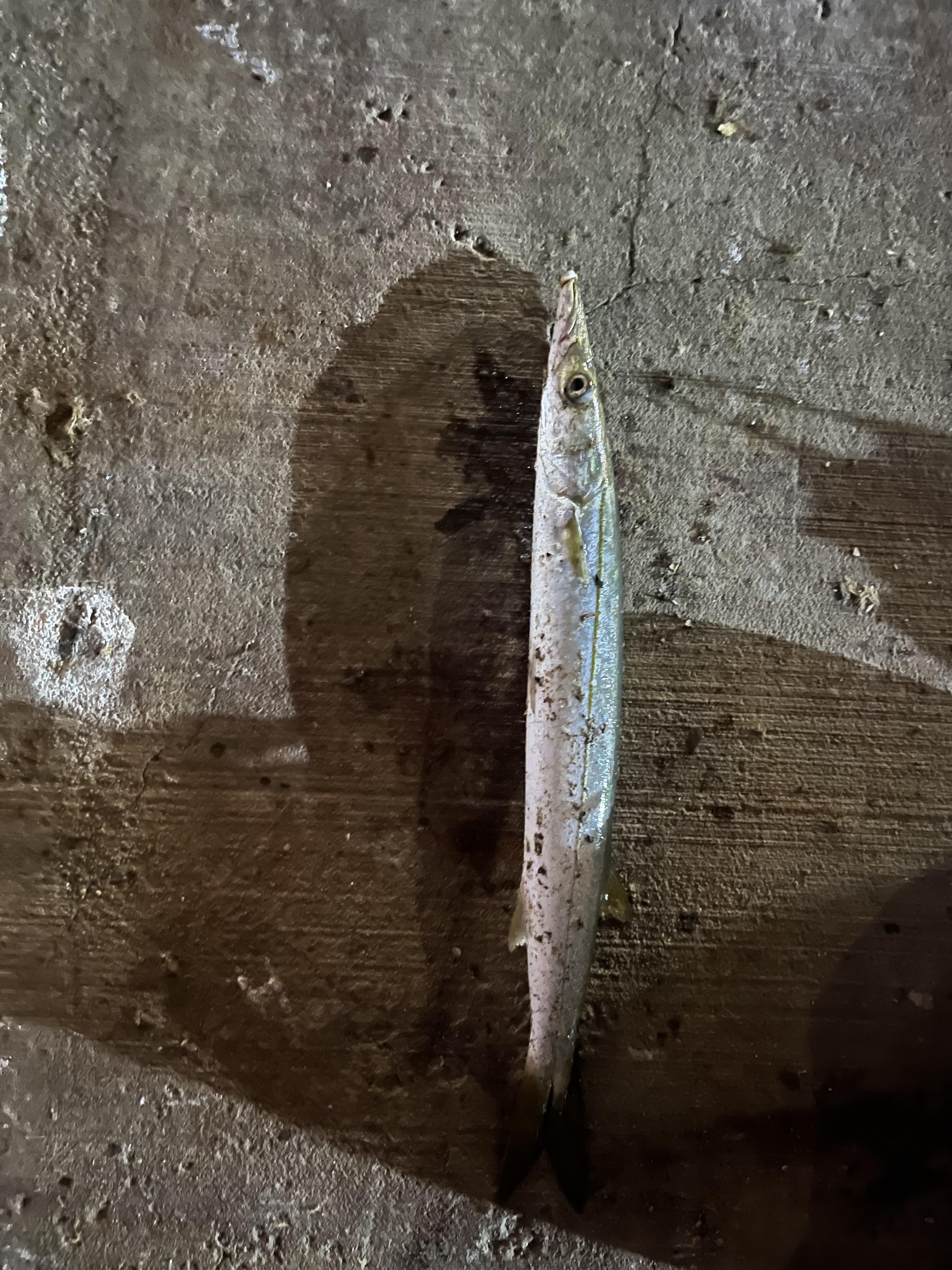 What species of Barracuda is this? | Scrolller