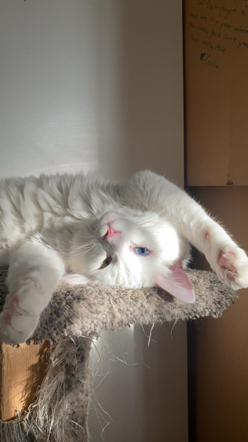 Here’s some photos of my cats! | Scrolller